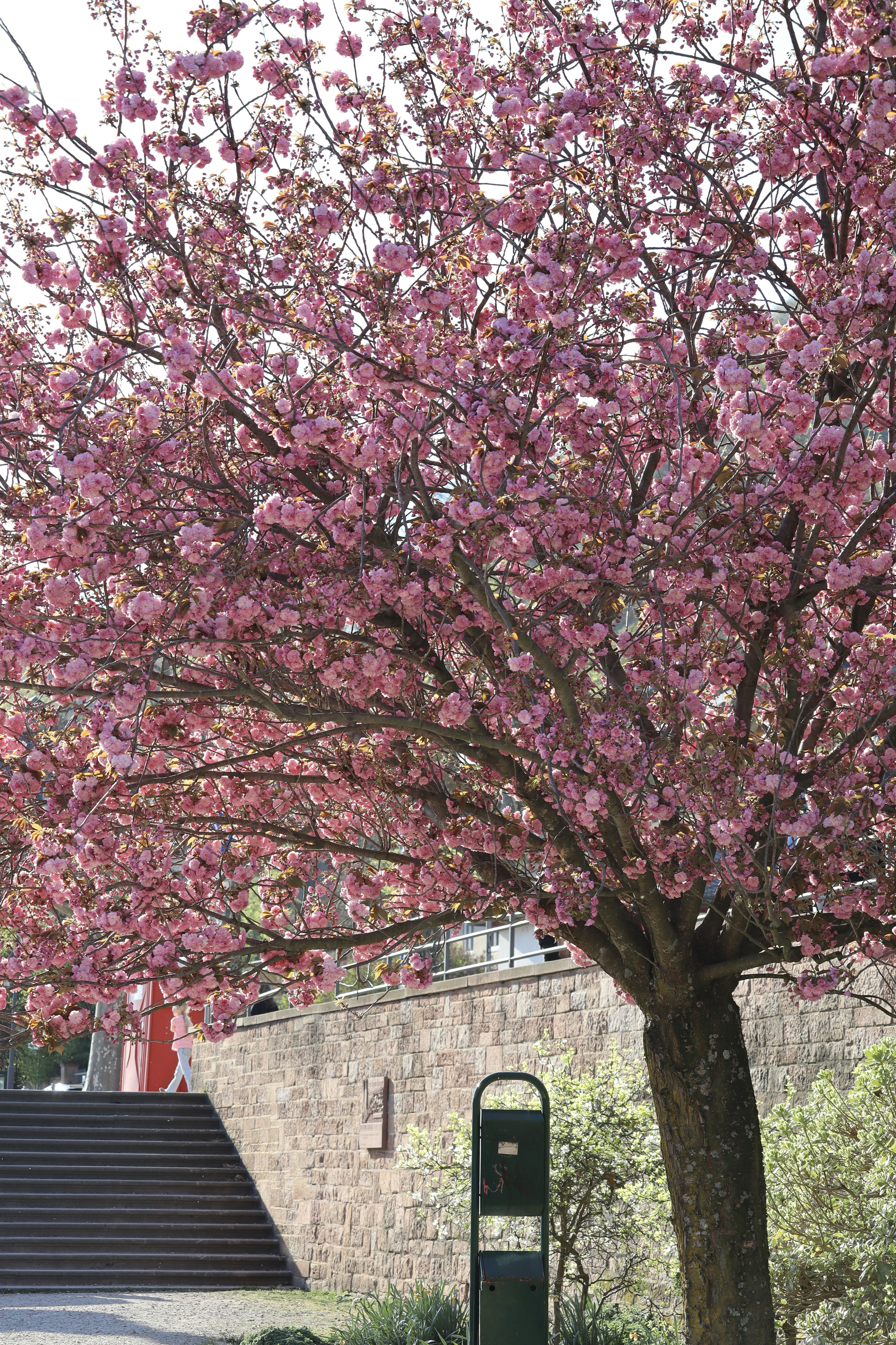 Blossoms Over Stone Steps