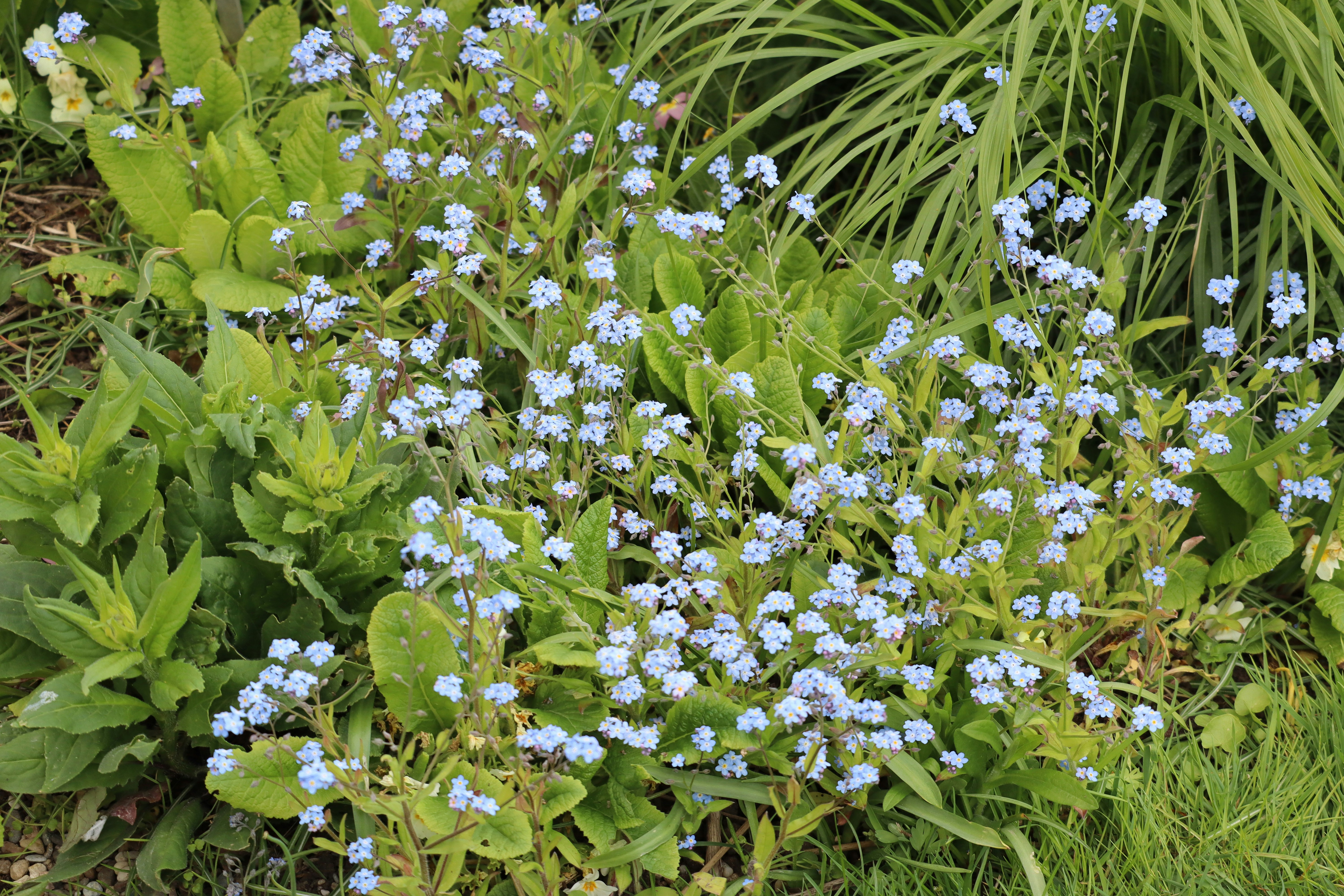 Blue-scented Understory: A Carpet of Forget-Me-Nots in Spring Garden