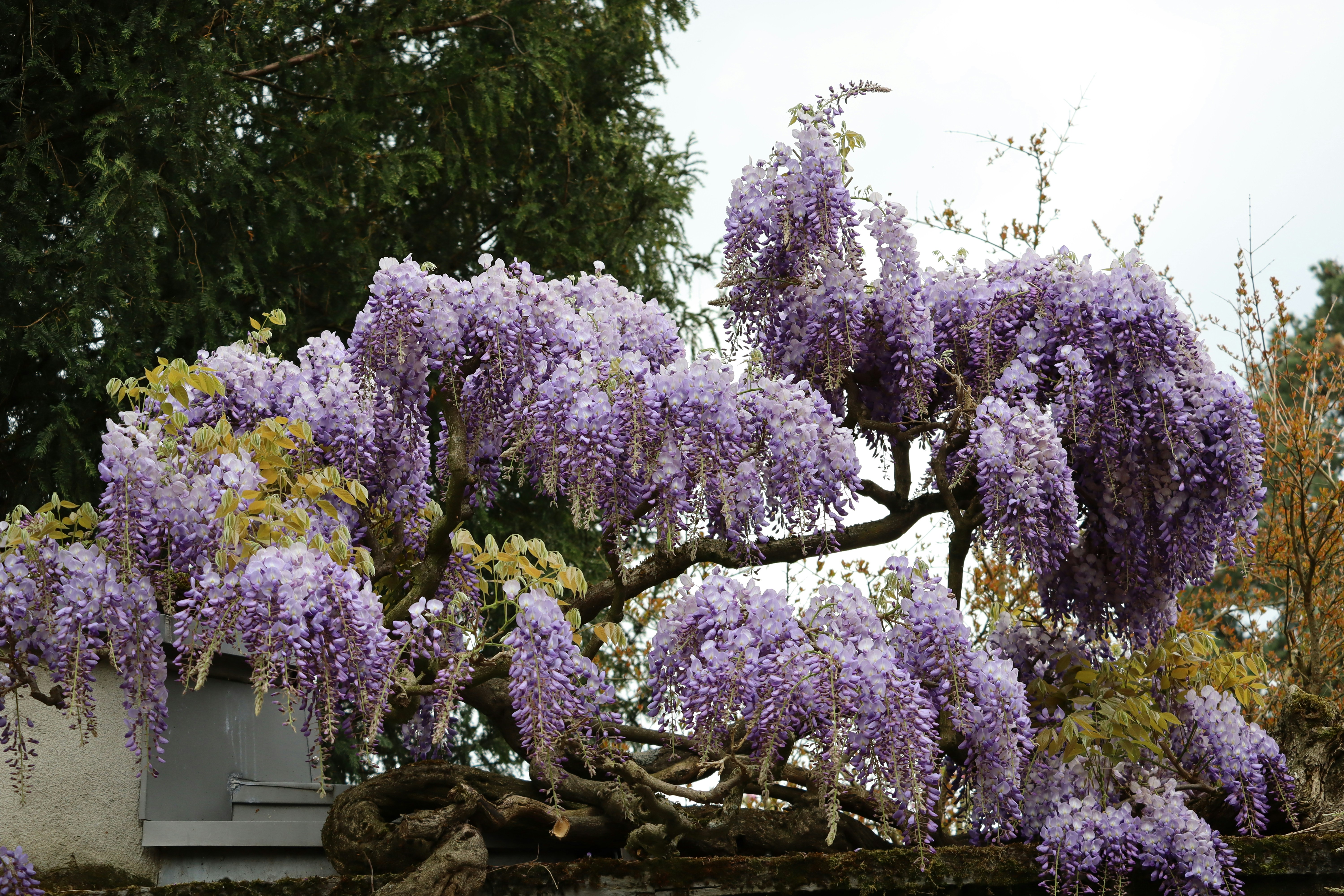 Weeping Wisteria on a Weathered Wall
