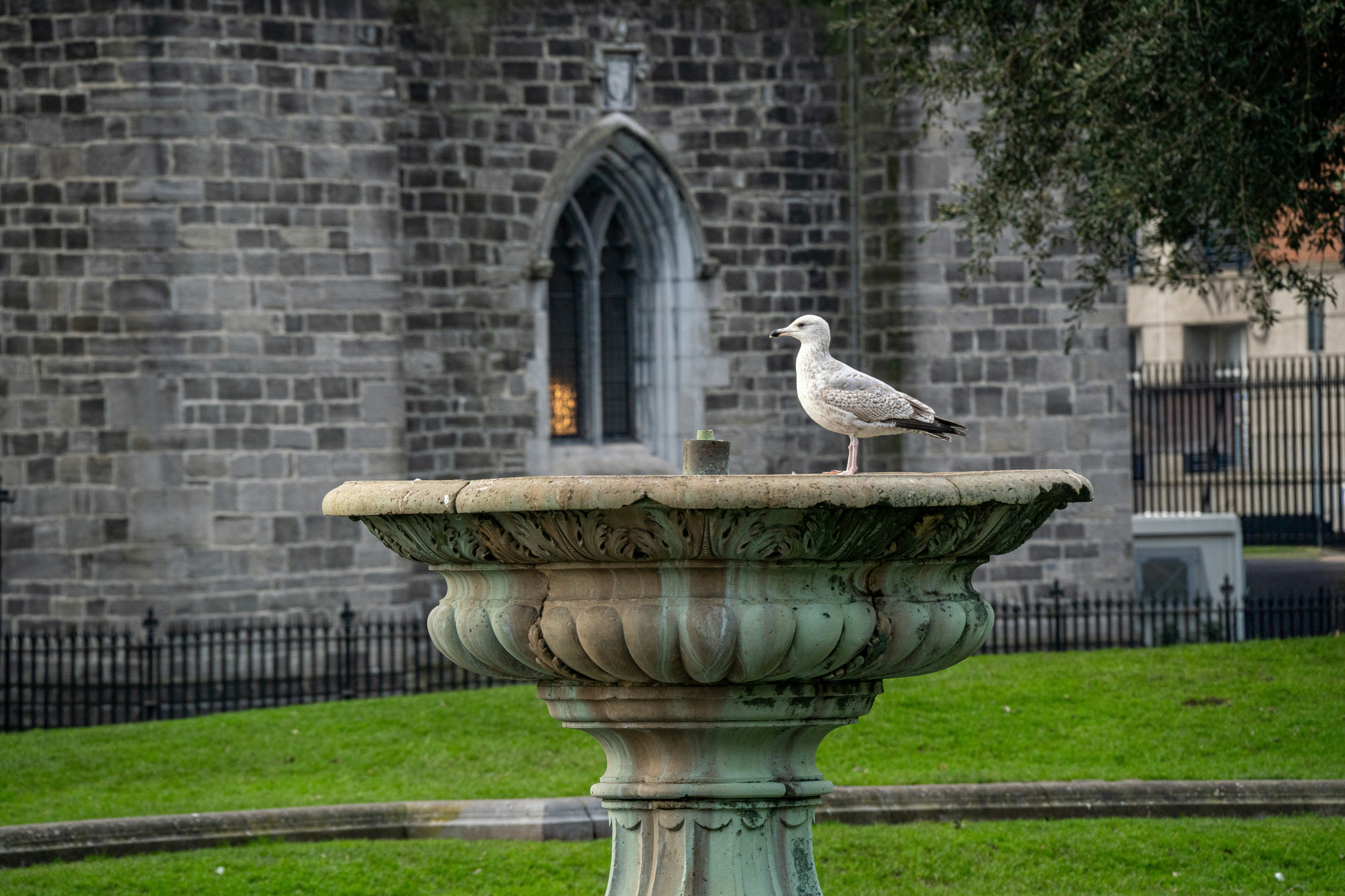 Bird on a Pedestal: Quiet Moment by the Gothic Fountain