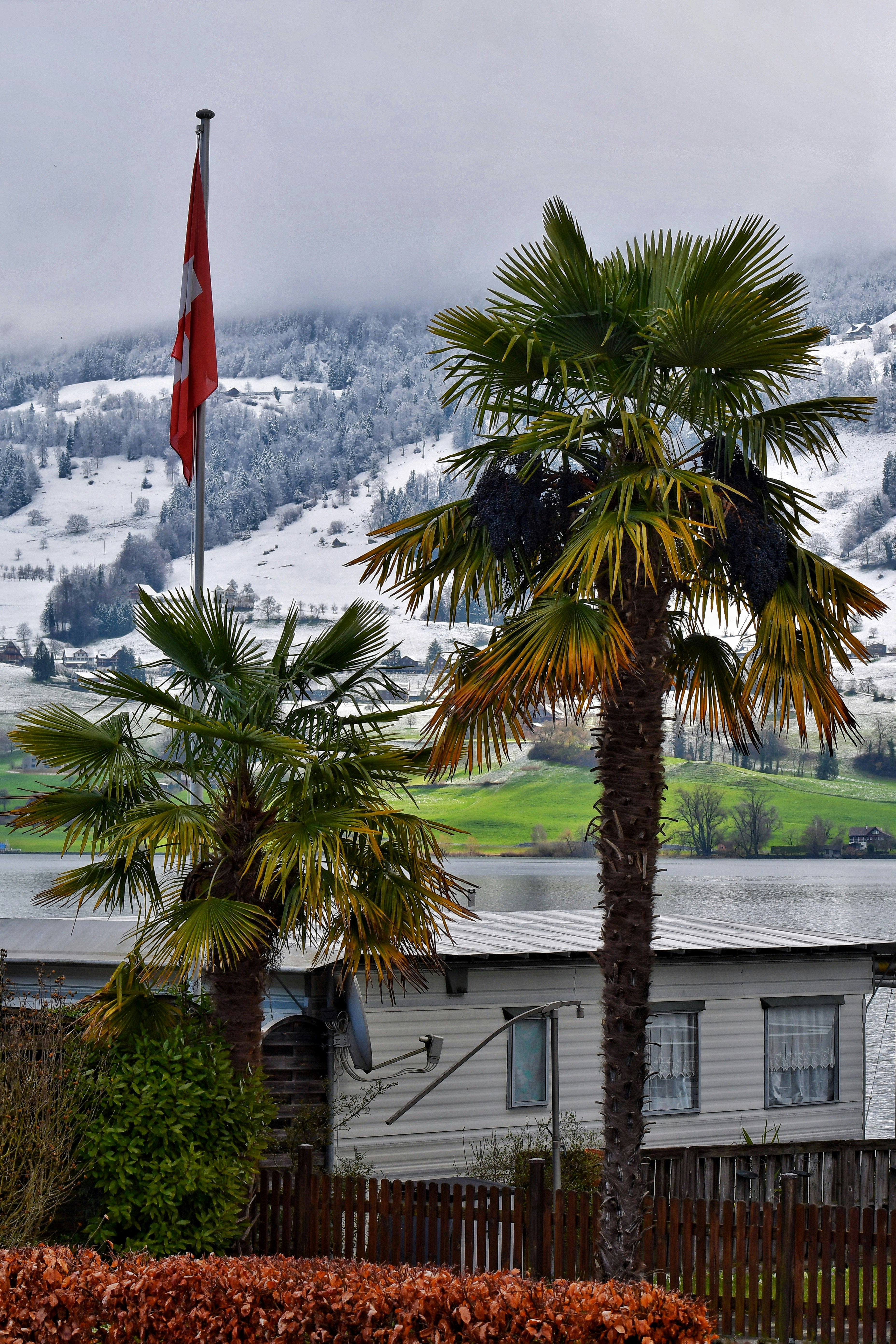 Palm silhouettes Against a snow-kissed lakeside