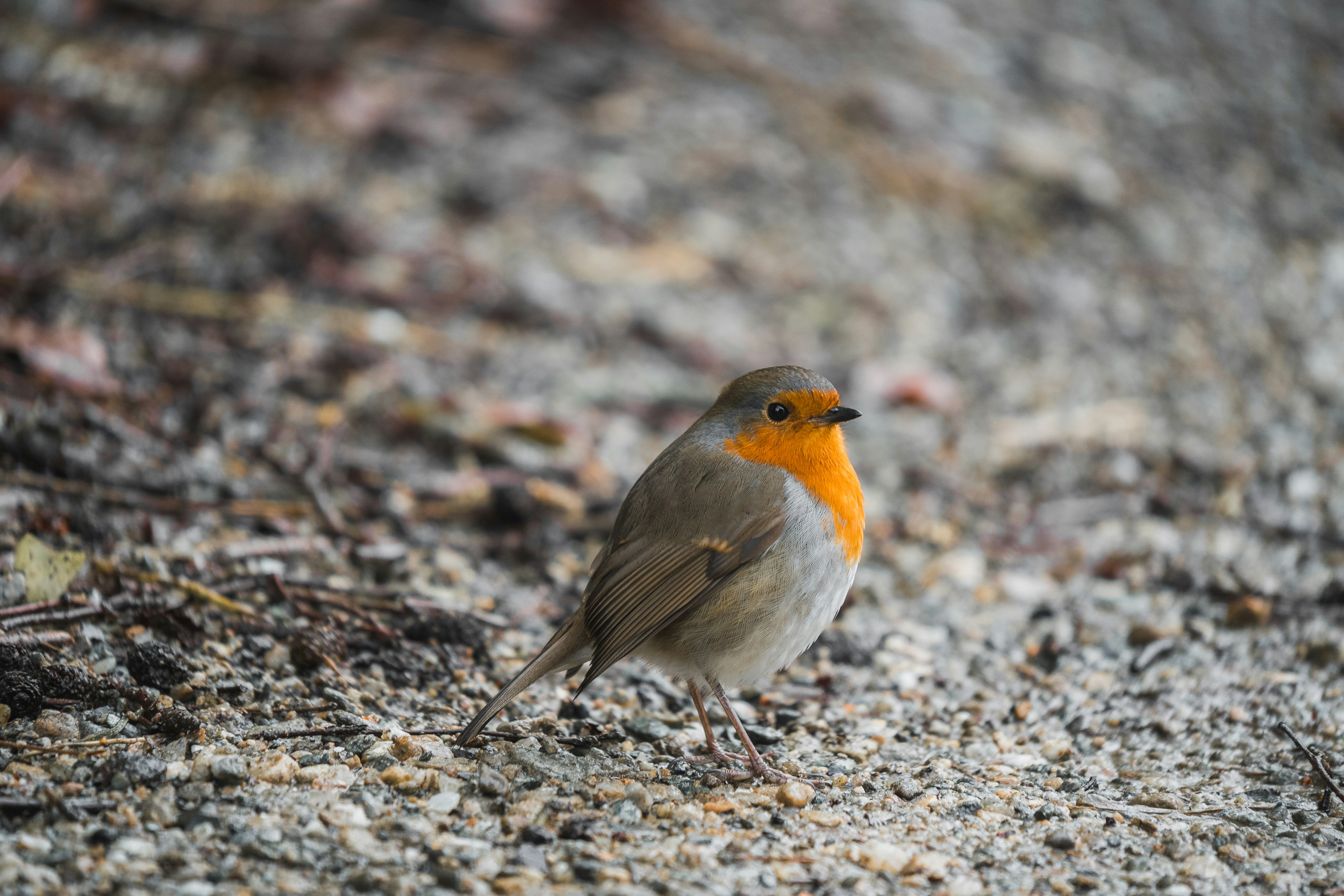 Robin in a Pebble Scatter: A Ground-Level Portrait