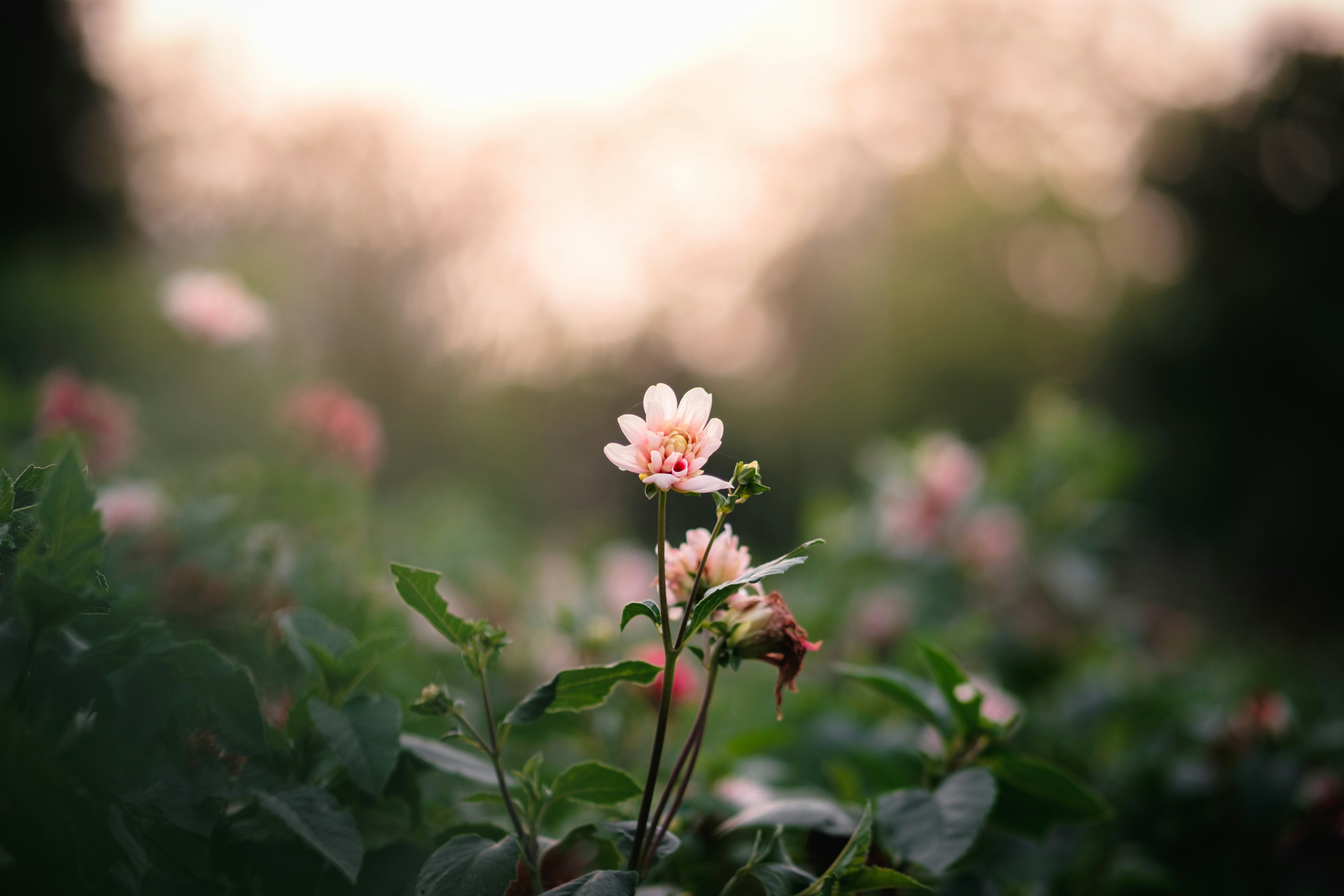 Soft Bloom in Early Light: A Single Flower Reaches for the Sun