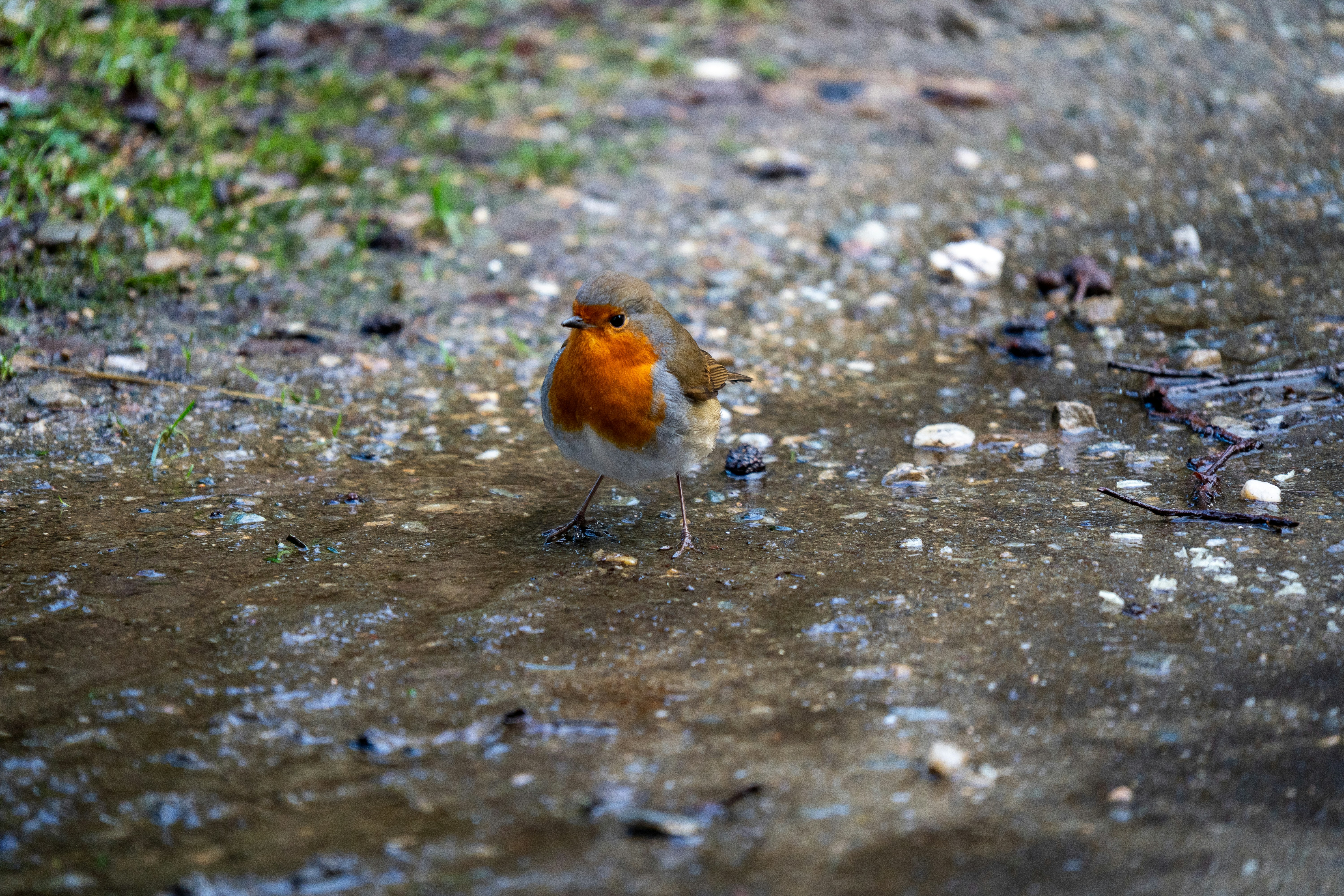 Red Robin in a Rainy Shoreline: A Dappled Moment by the Muddy Edge