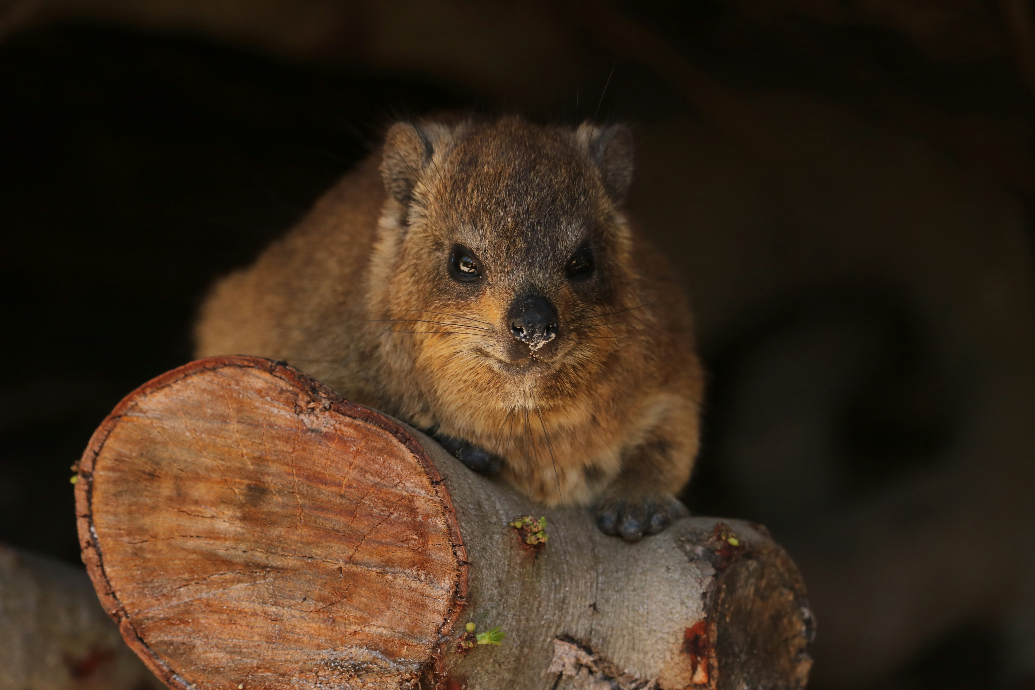 Curious Ground Squirrel on a Log Watch