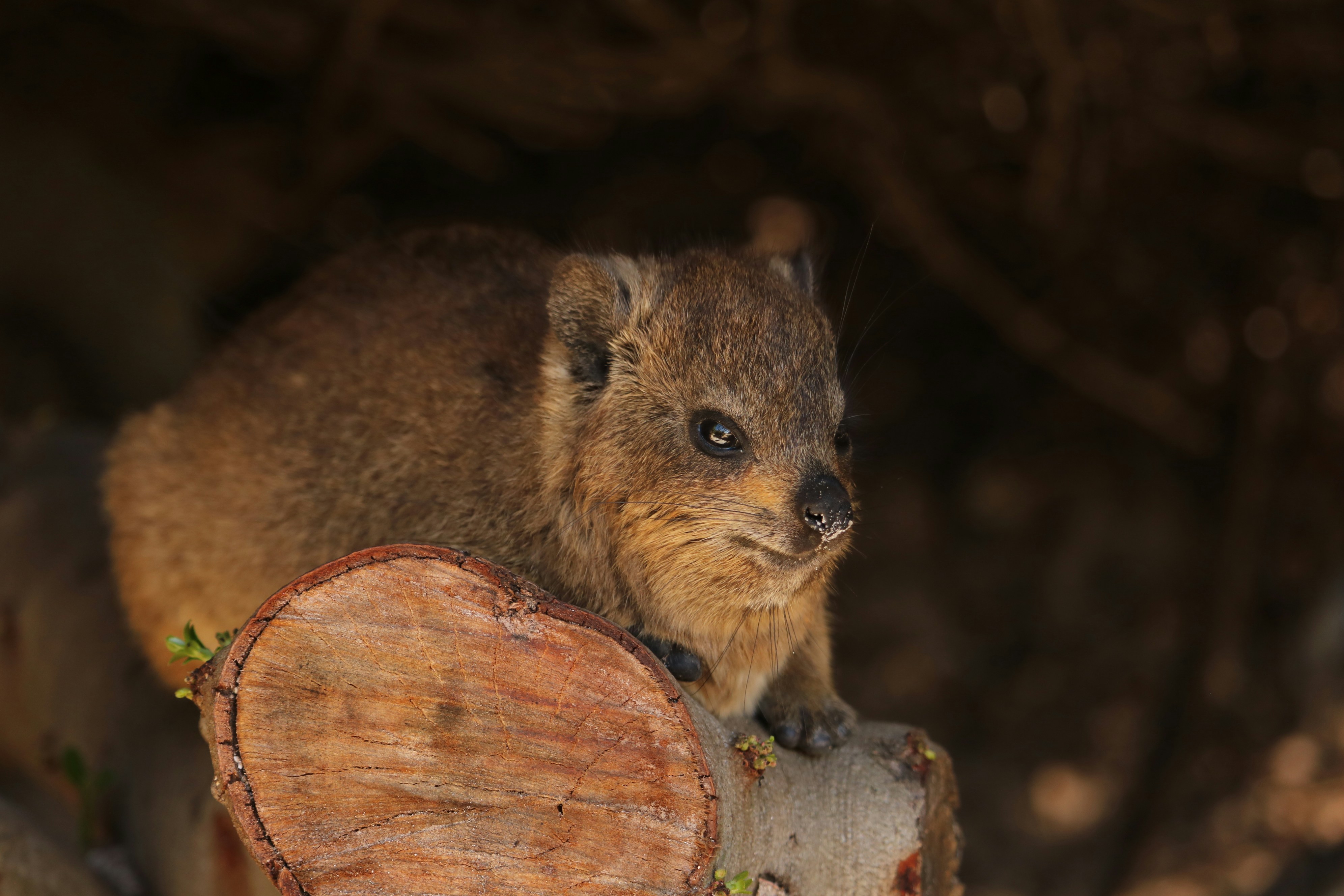 Curious Ground Squirrel Perched atop a Log Segment