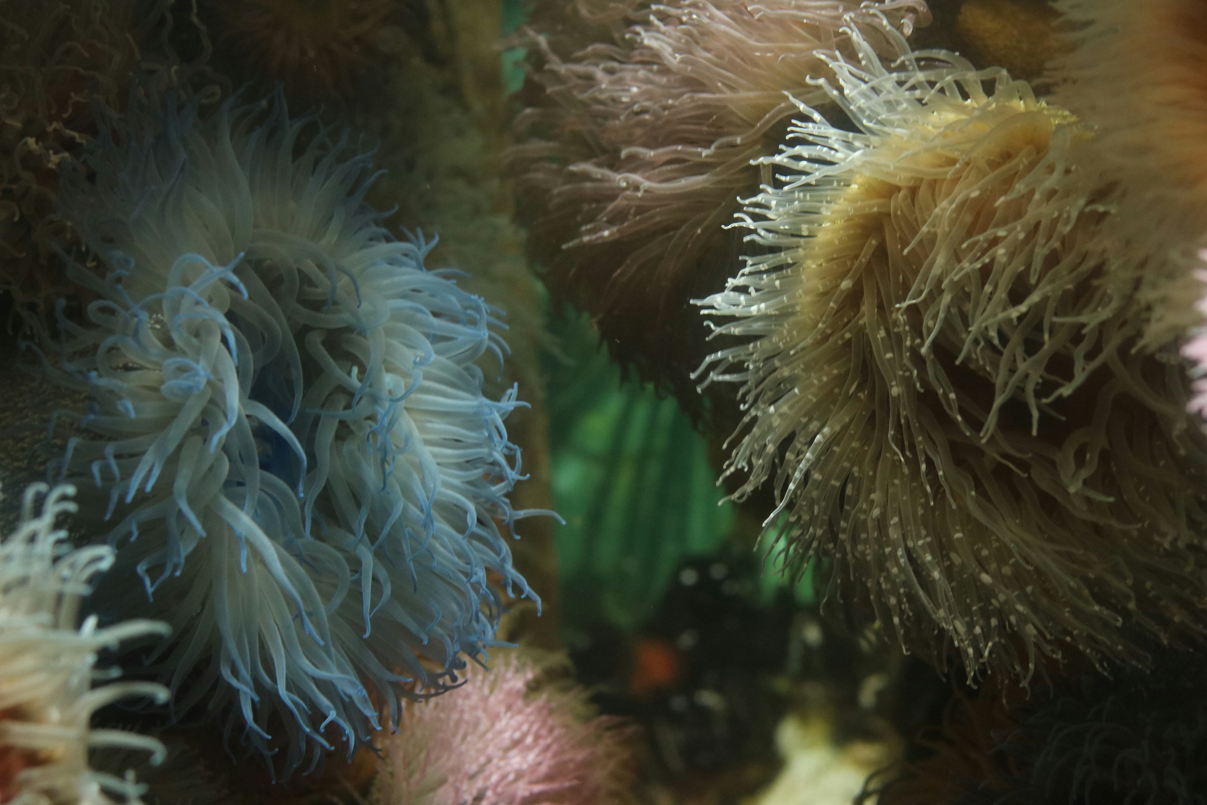 Underwater Teal-Hued Anemone Forest
