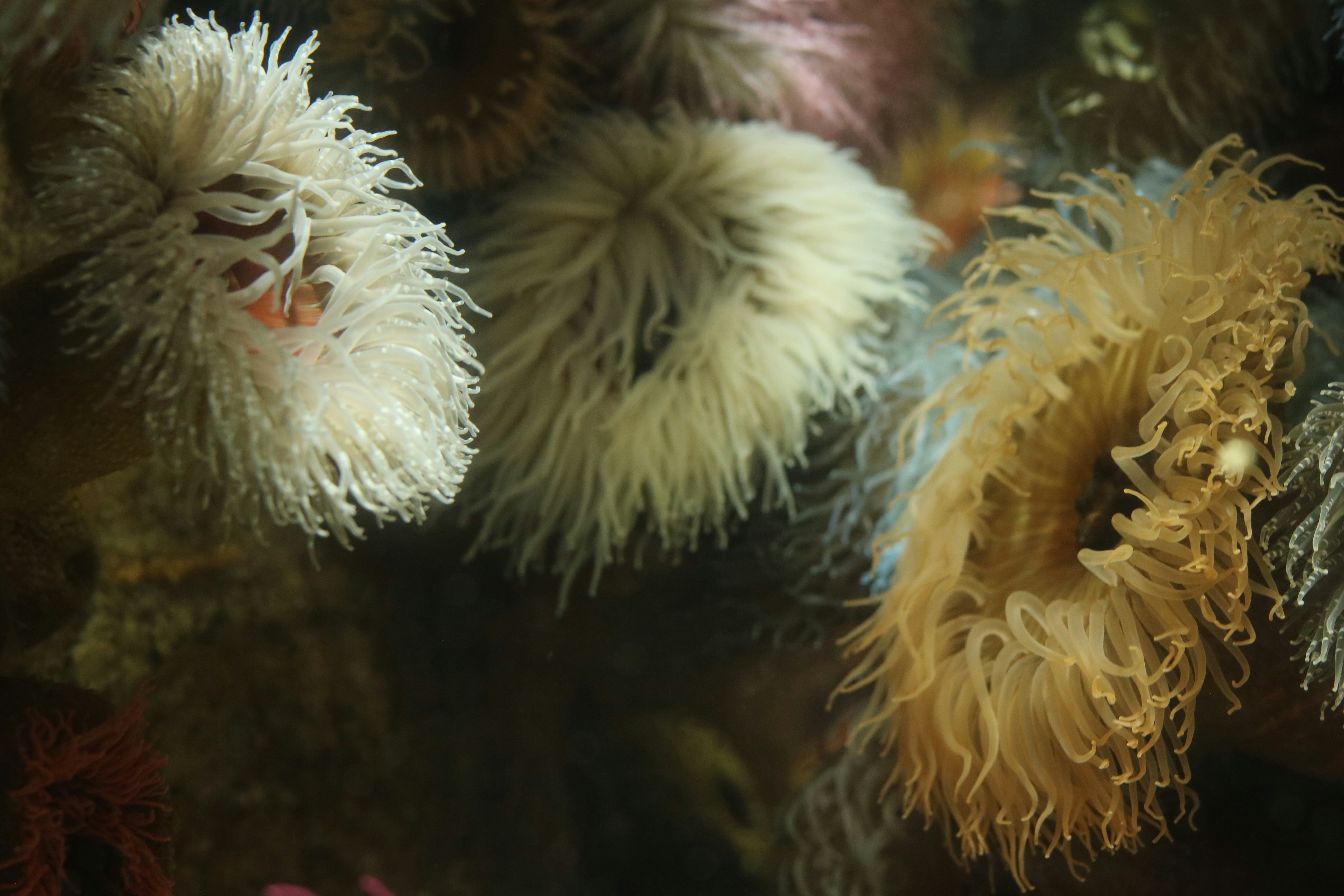 Underwater Anemone Garden in Gentle Light