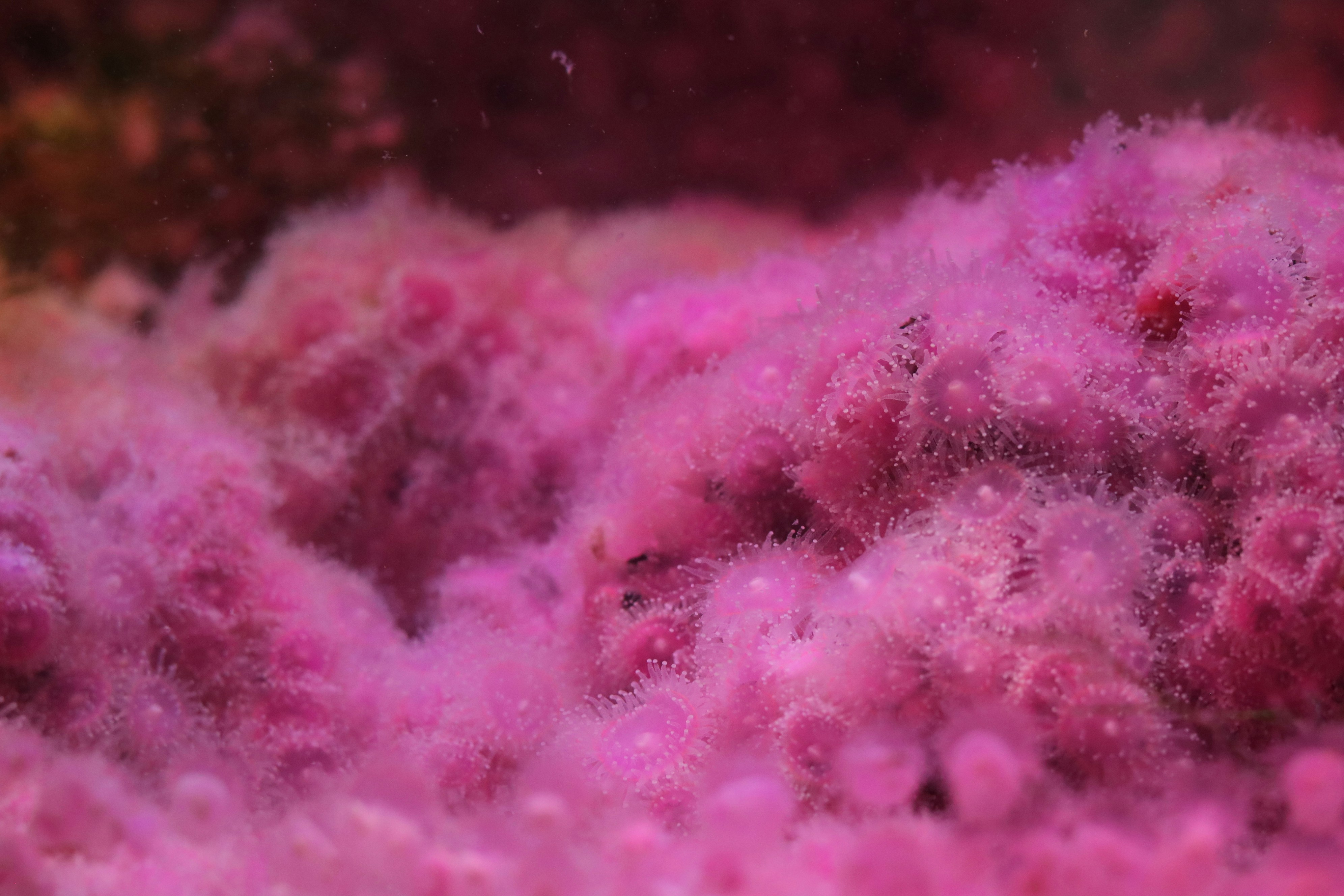 Pink Velvet Reef: A Close-up of Fuchsia Sea Anemorphs