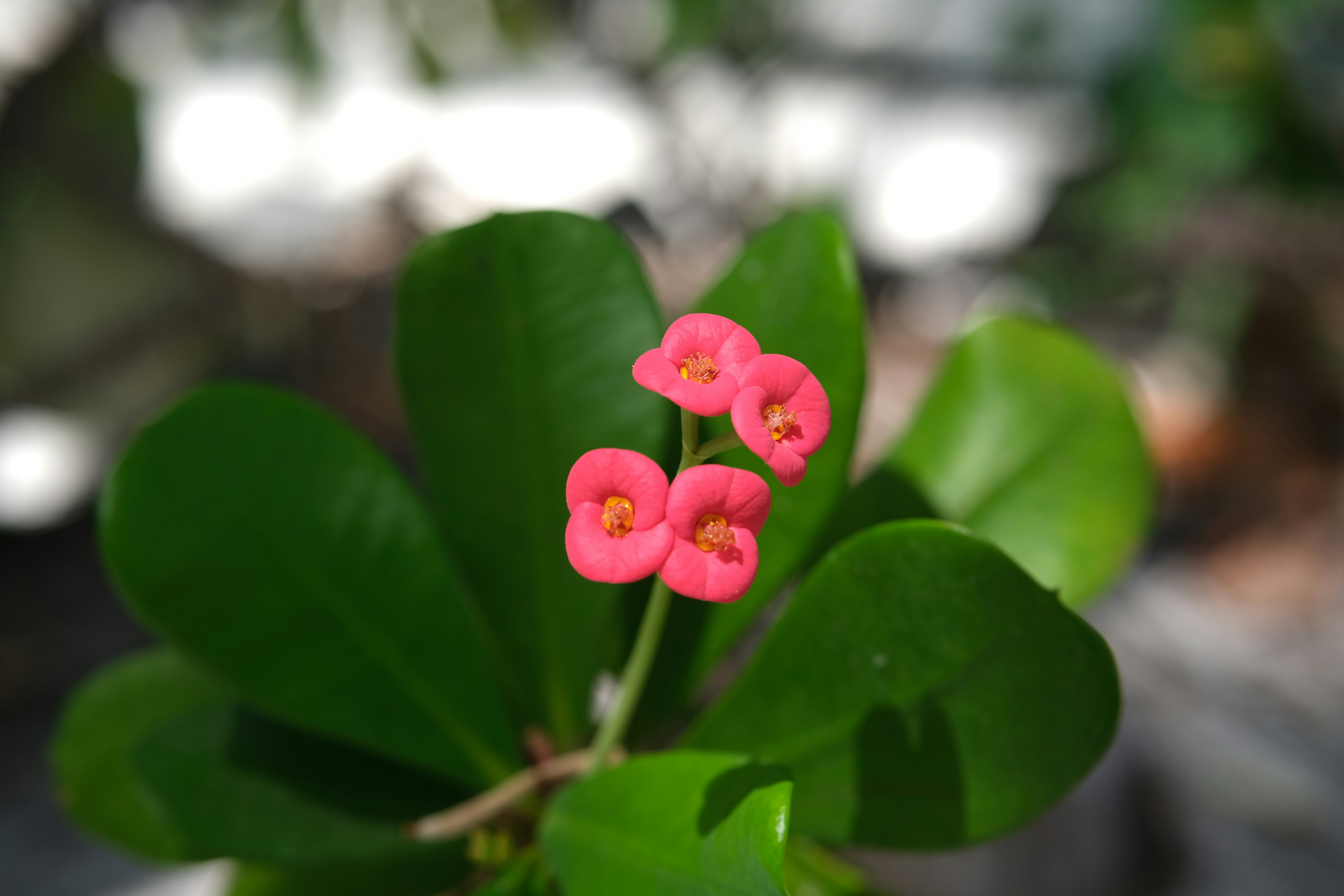 Blooming Pink Duo: Micro Flora in Focus