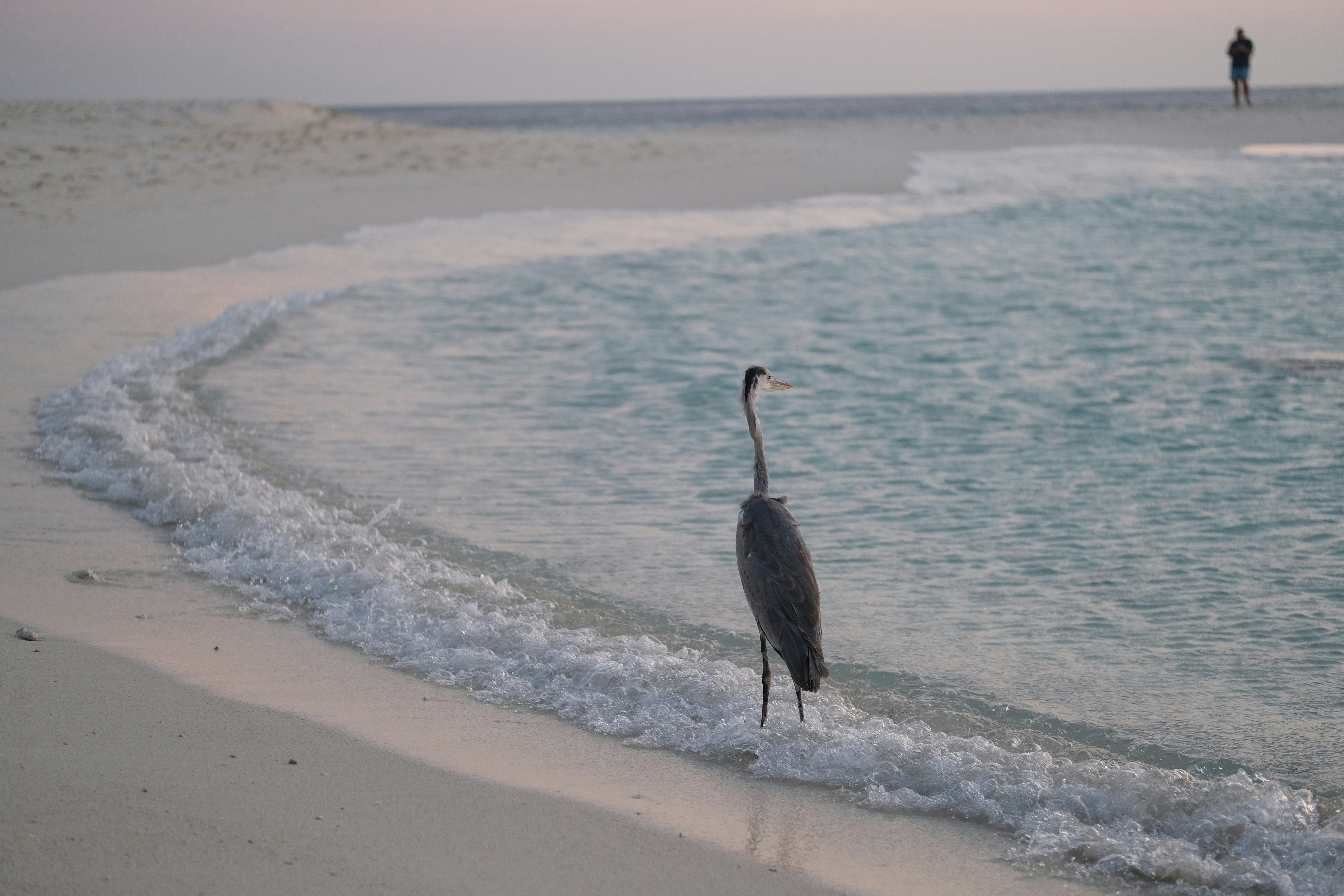 Heron at the Shore: Quiet Convergence of Water and Sand