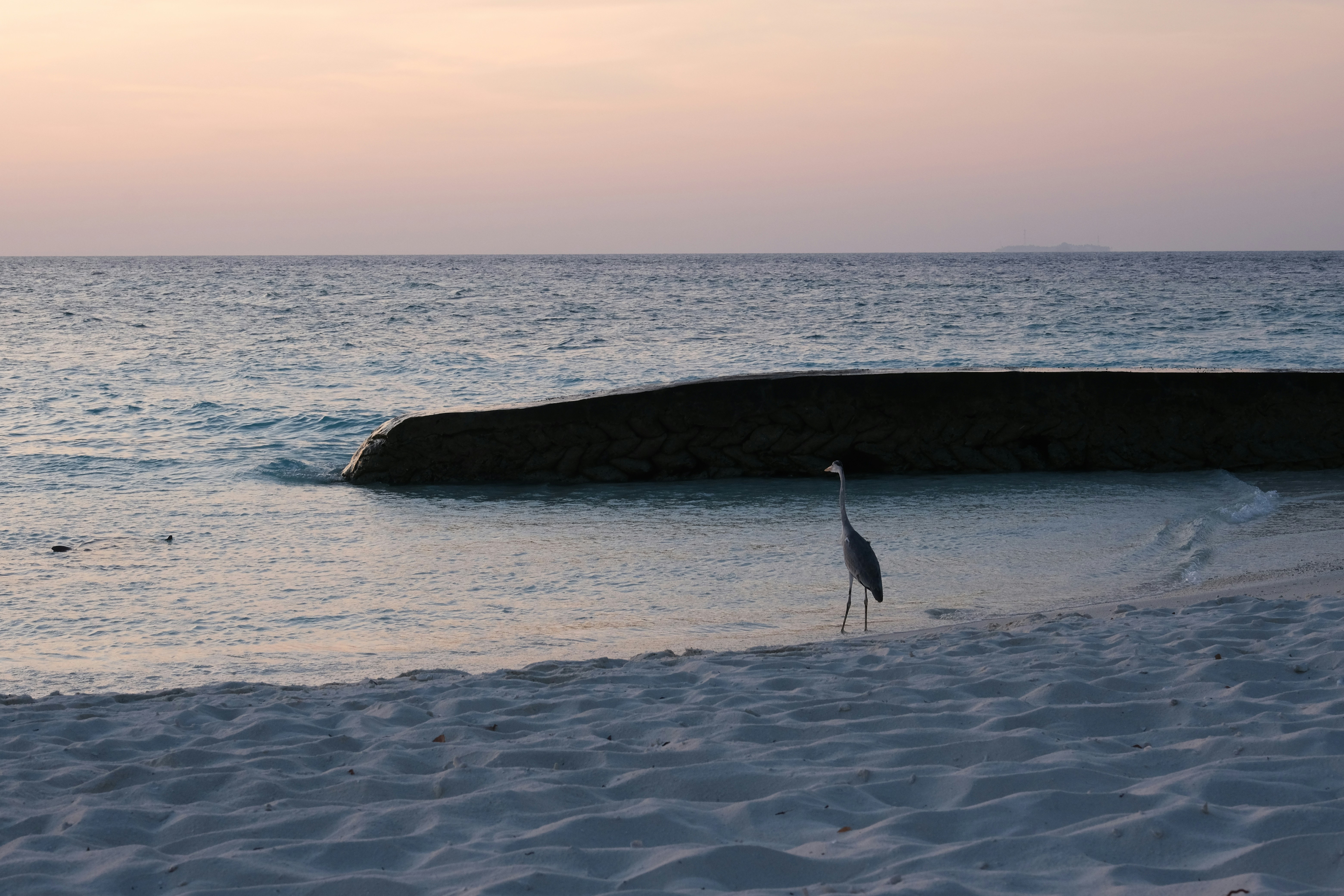 Sermon on the Sand: A lone heron at the shoreline at dusk