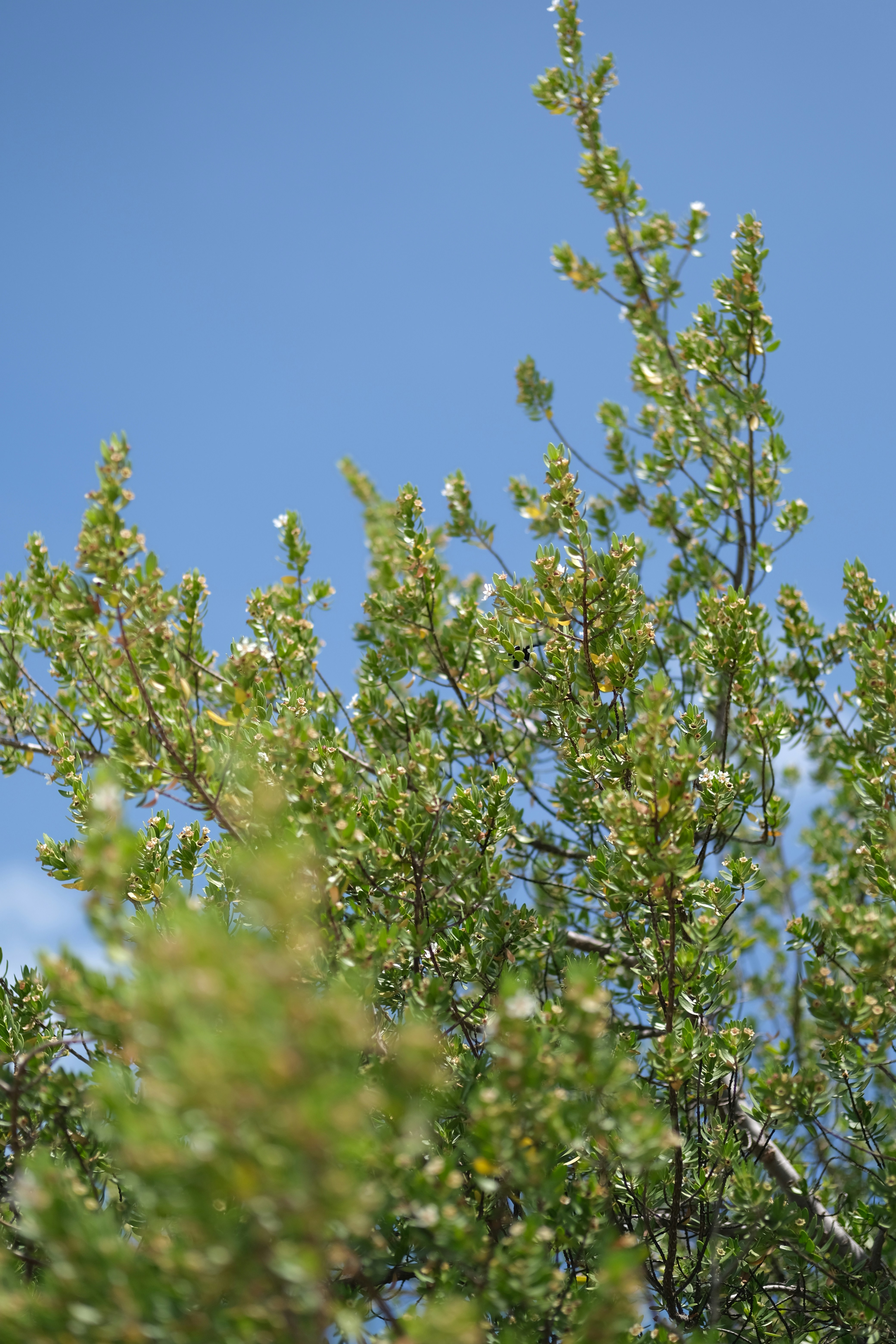Azure Sky and Green Quill: A Tree Crown Reaching for Light