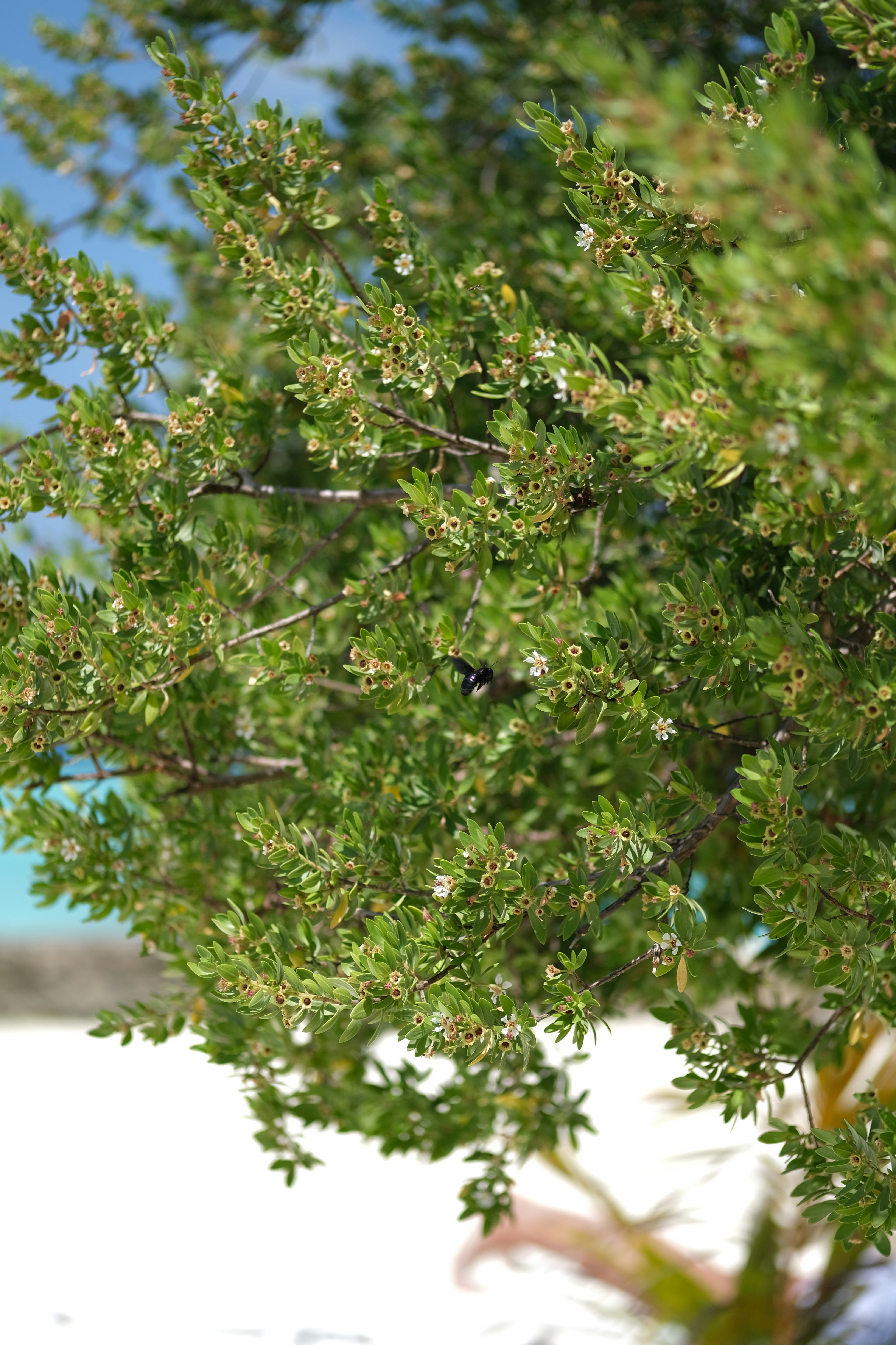Spring Green: Blossoming Branches Framing a Clear Sky
