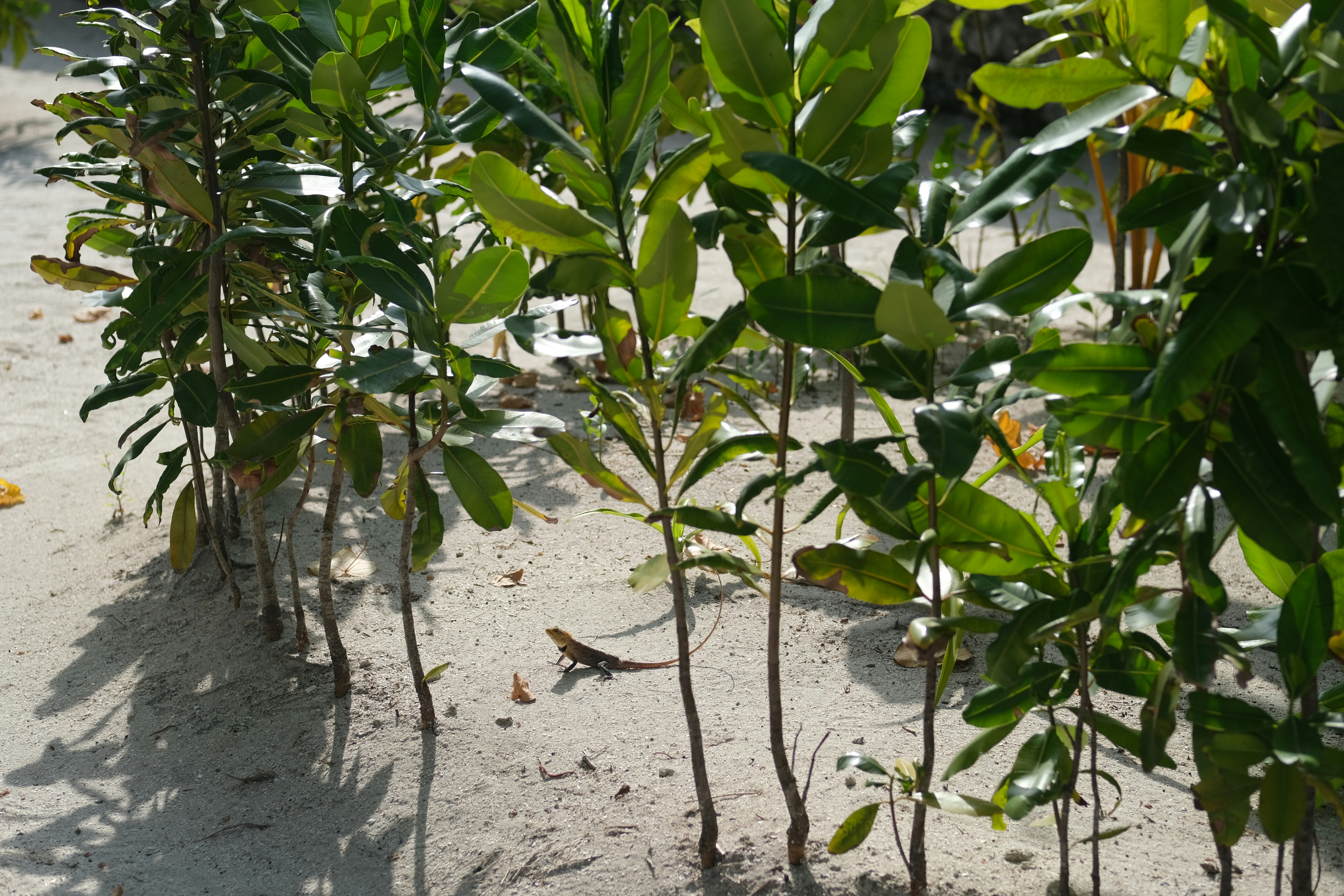 Hidden Wren Among Coastal Shrubs