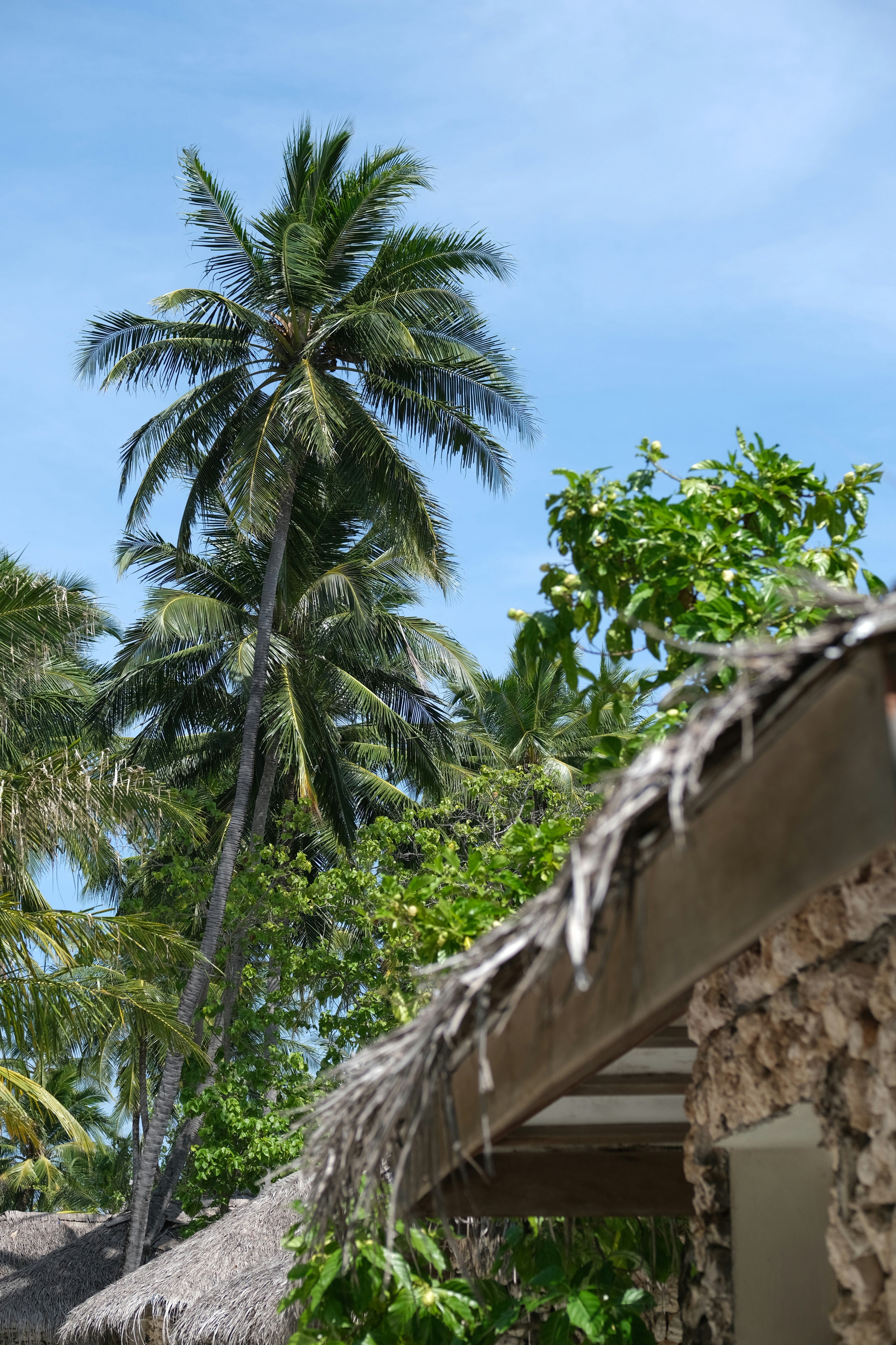 Palm Canopy Over a Tiled Terrace in Bright Coastal Light