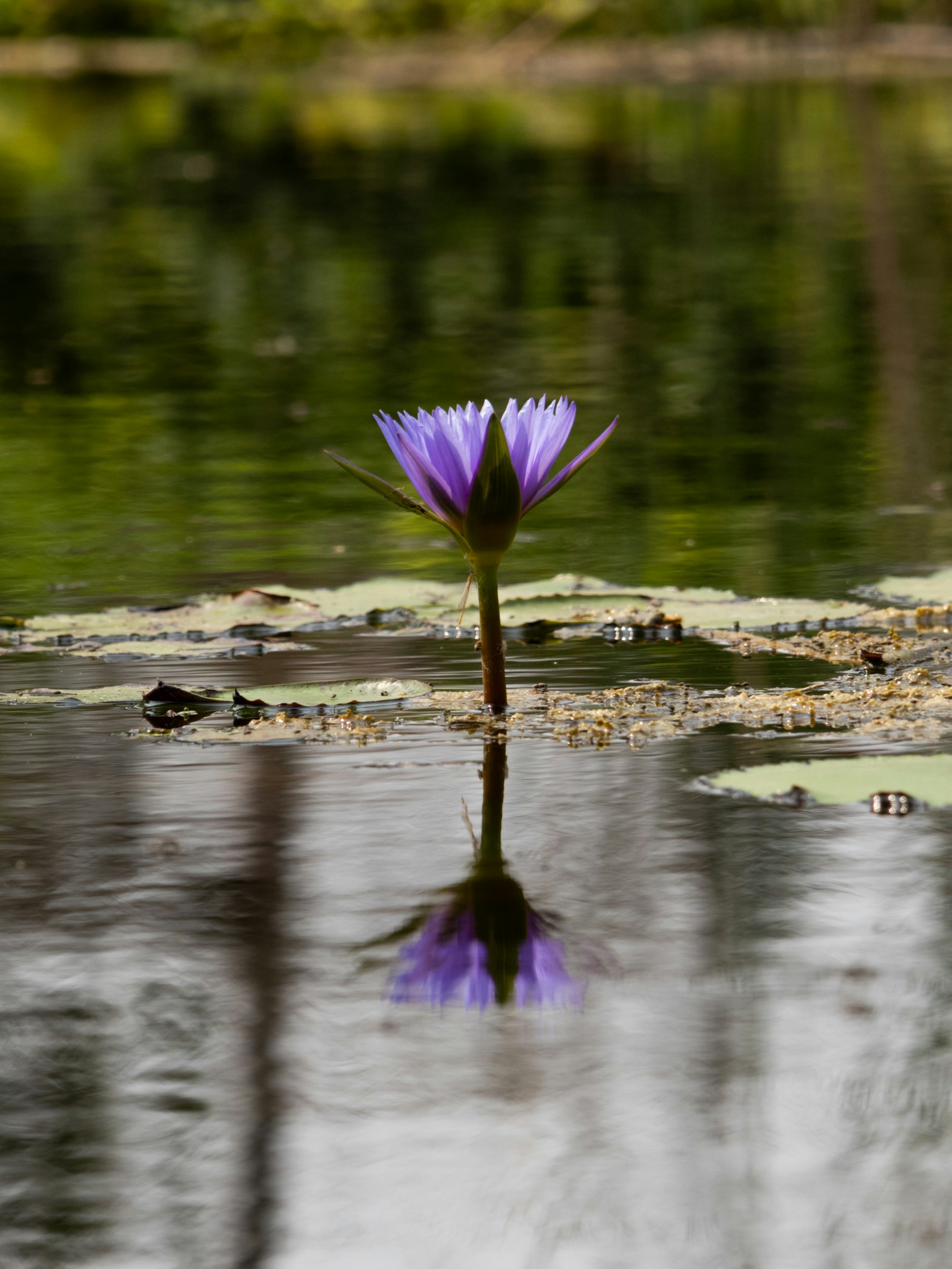 Single Violet Water Lily Defiantly Reaching Above the Quiet Pond