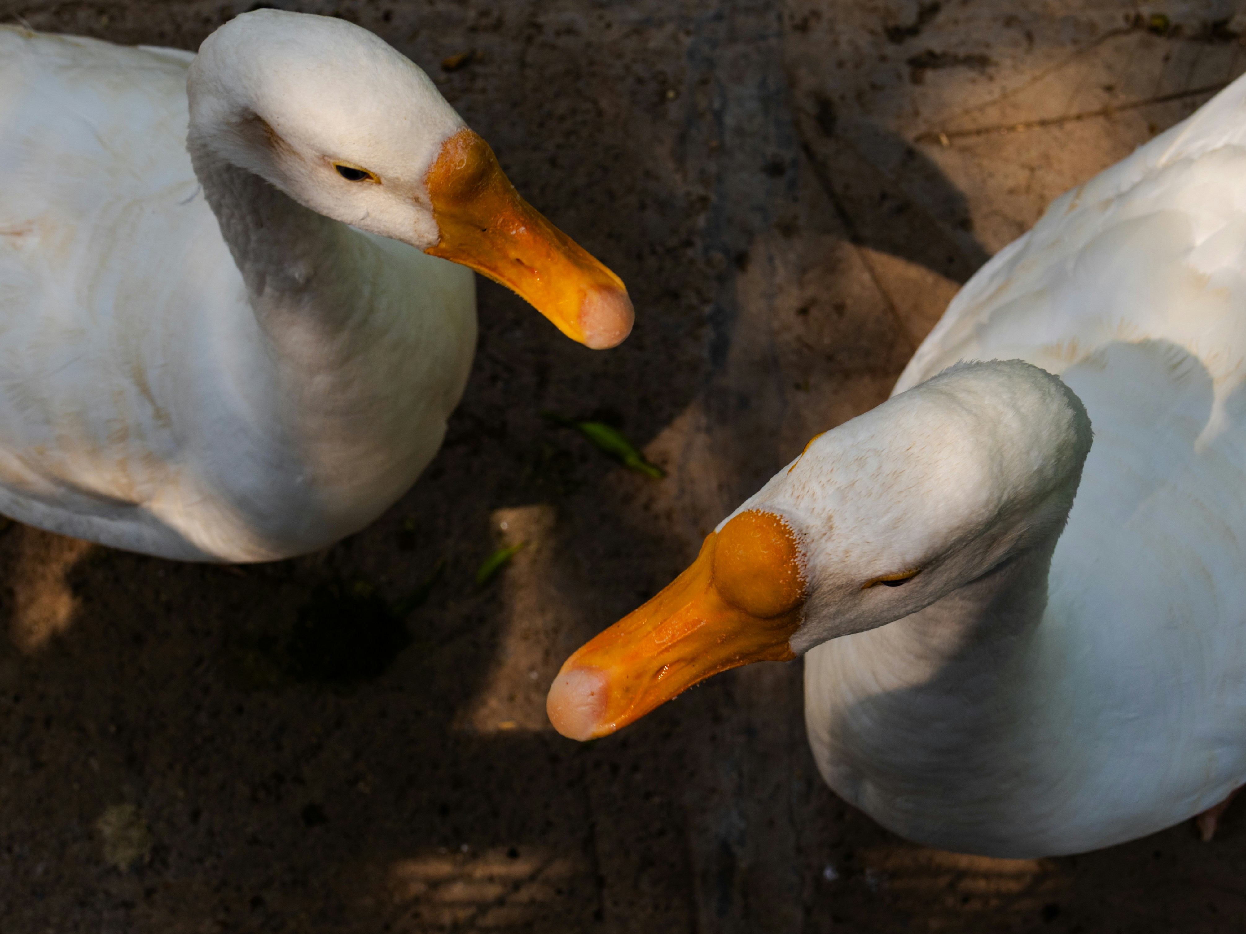 Curious Duo: Close-up of Two White Ducks with Orange Beaks
