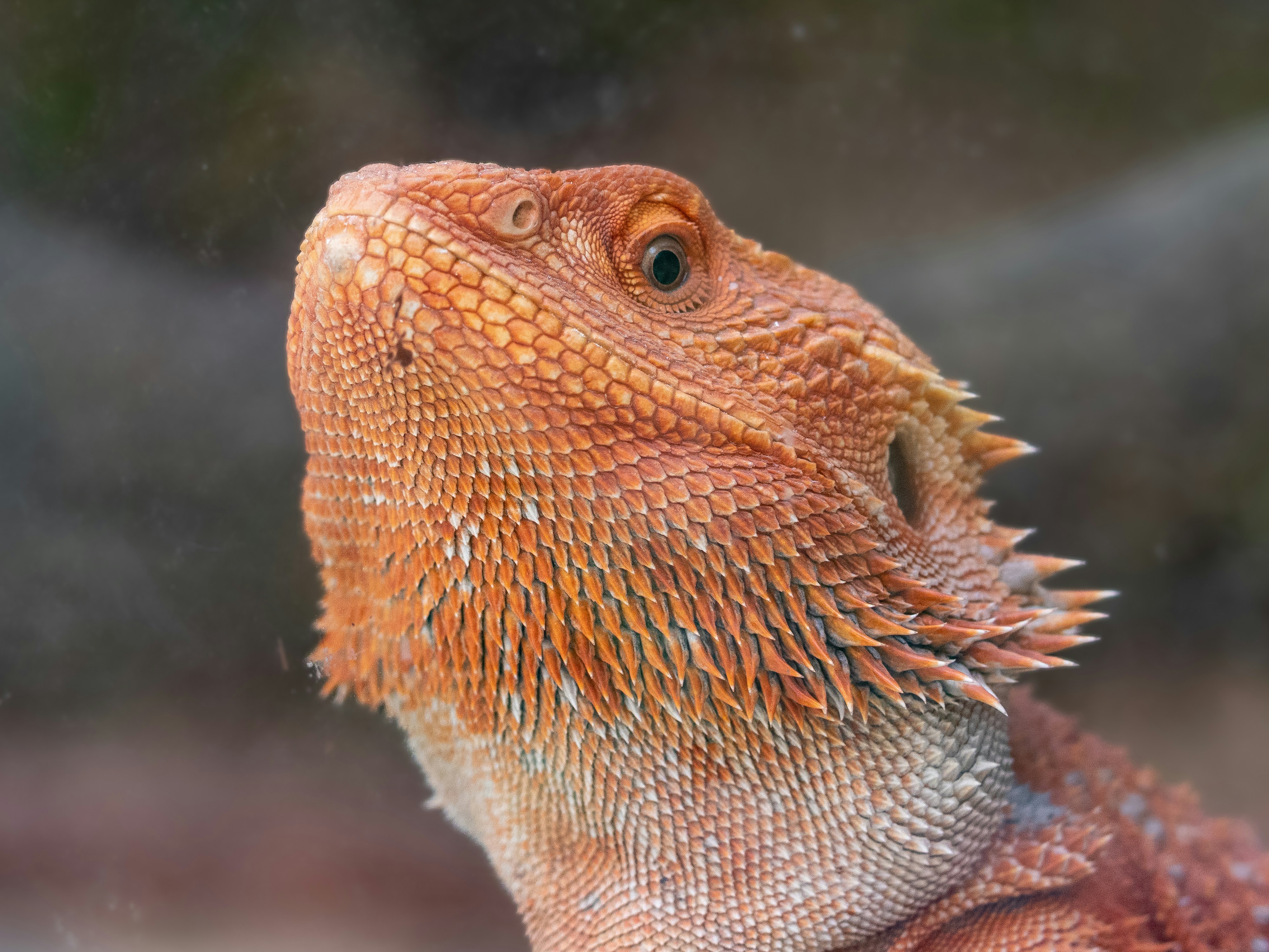 Close-up of a bearded dragon's head