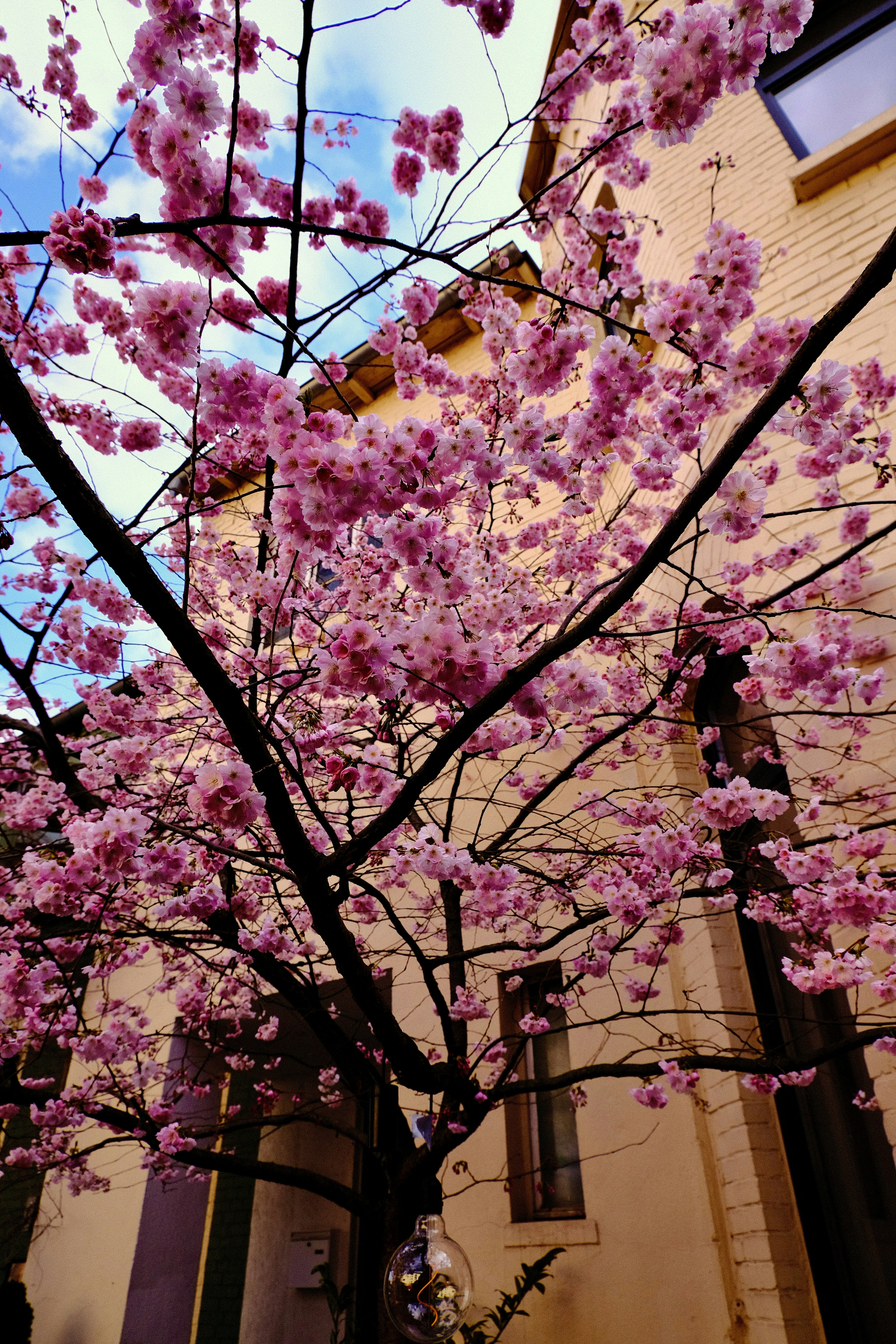 Blush of Spring: Cherry Blossoms Against a Brick Courtyard