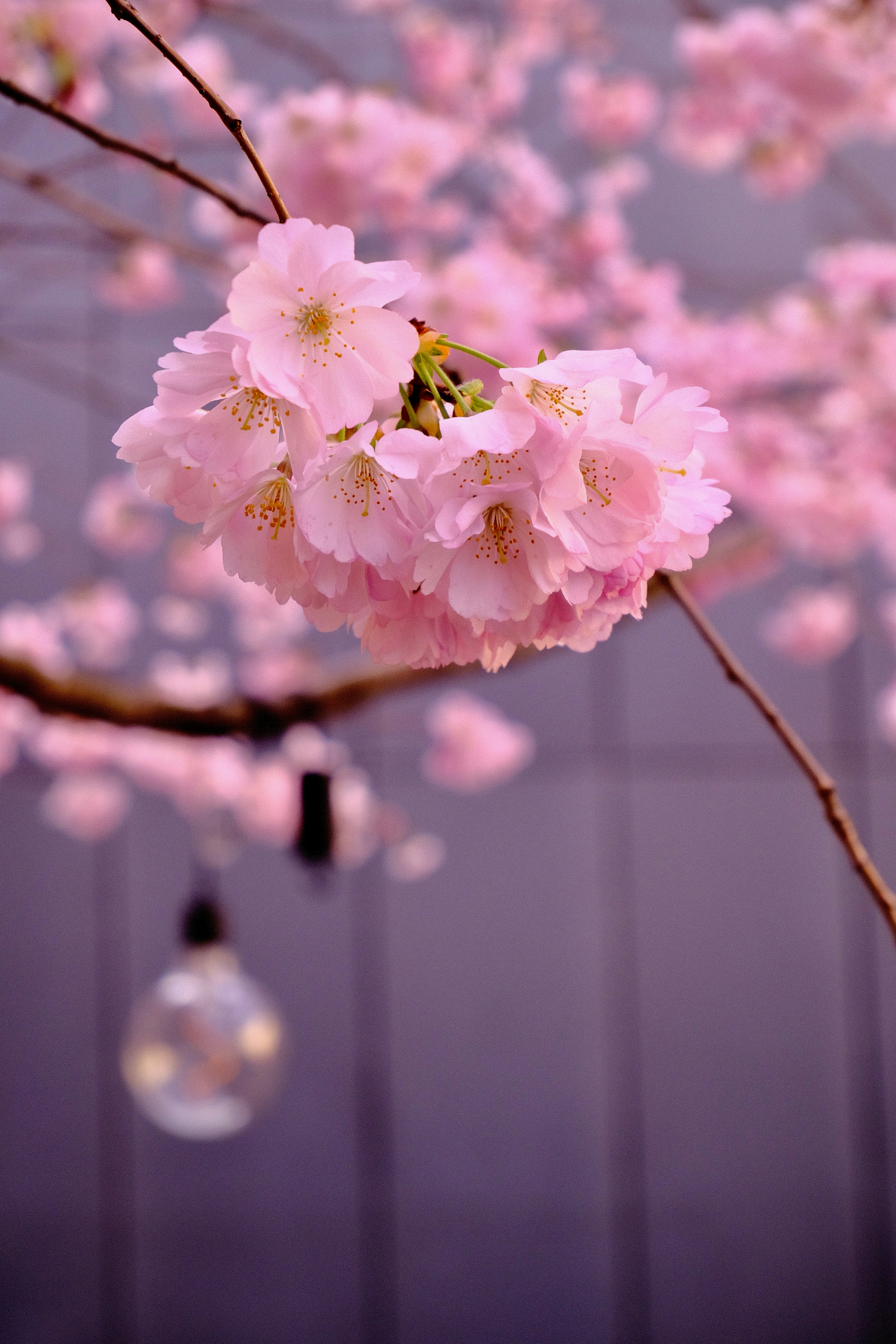 Cherry Blossom Bouquet on a Hanging Branch Against Soft Neon Backdrop