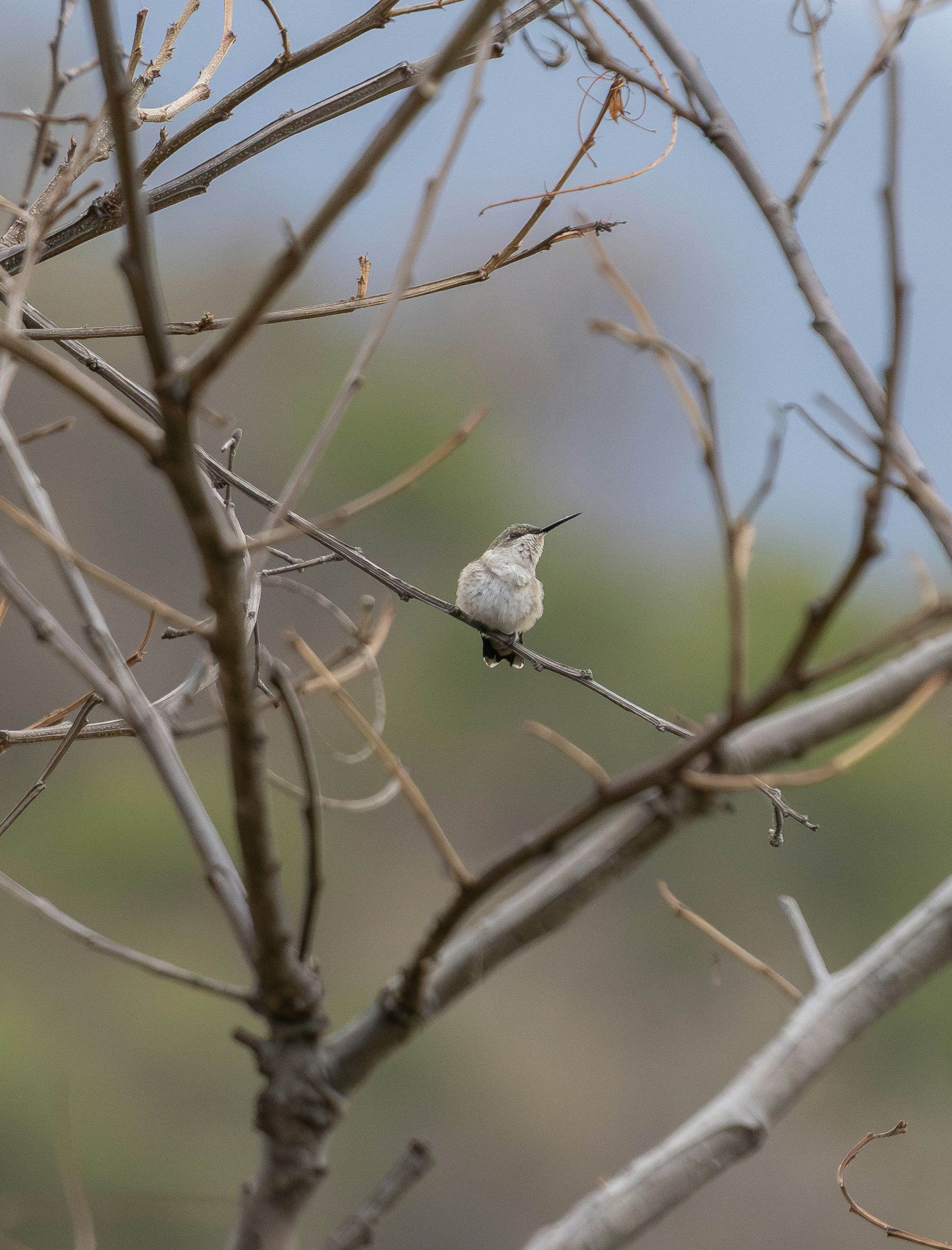 Perched in Winter Silence: A Tiny Hummingbird on a Bare Branch