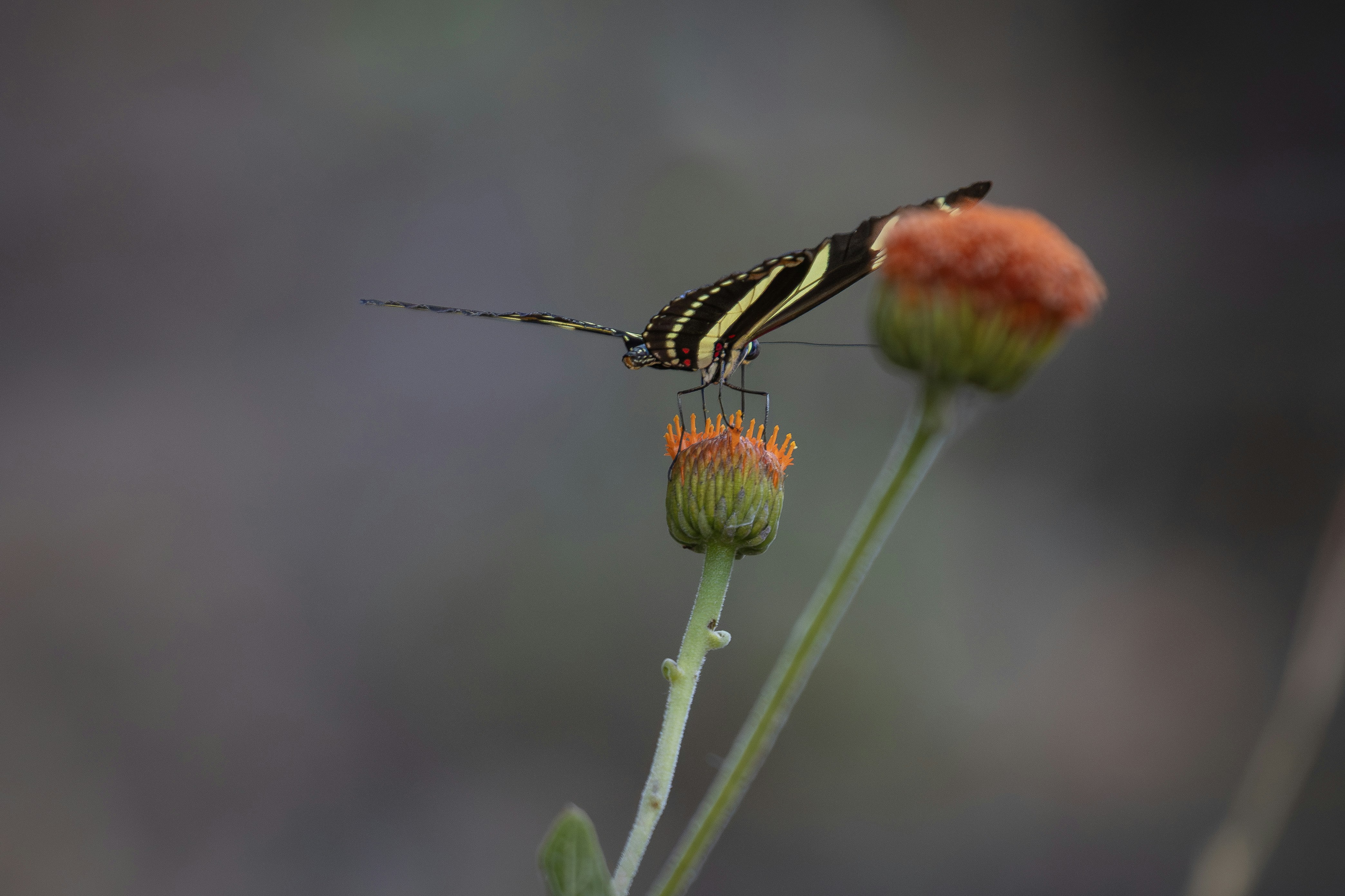 Dainty Monarch of the Orange Bloom