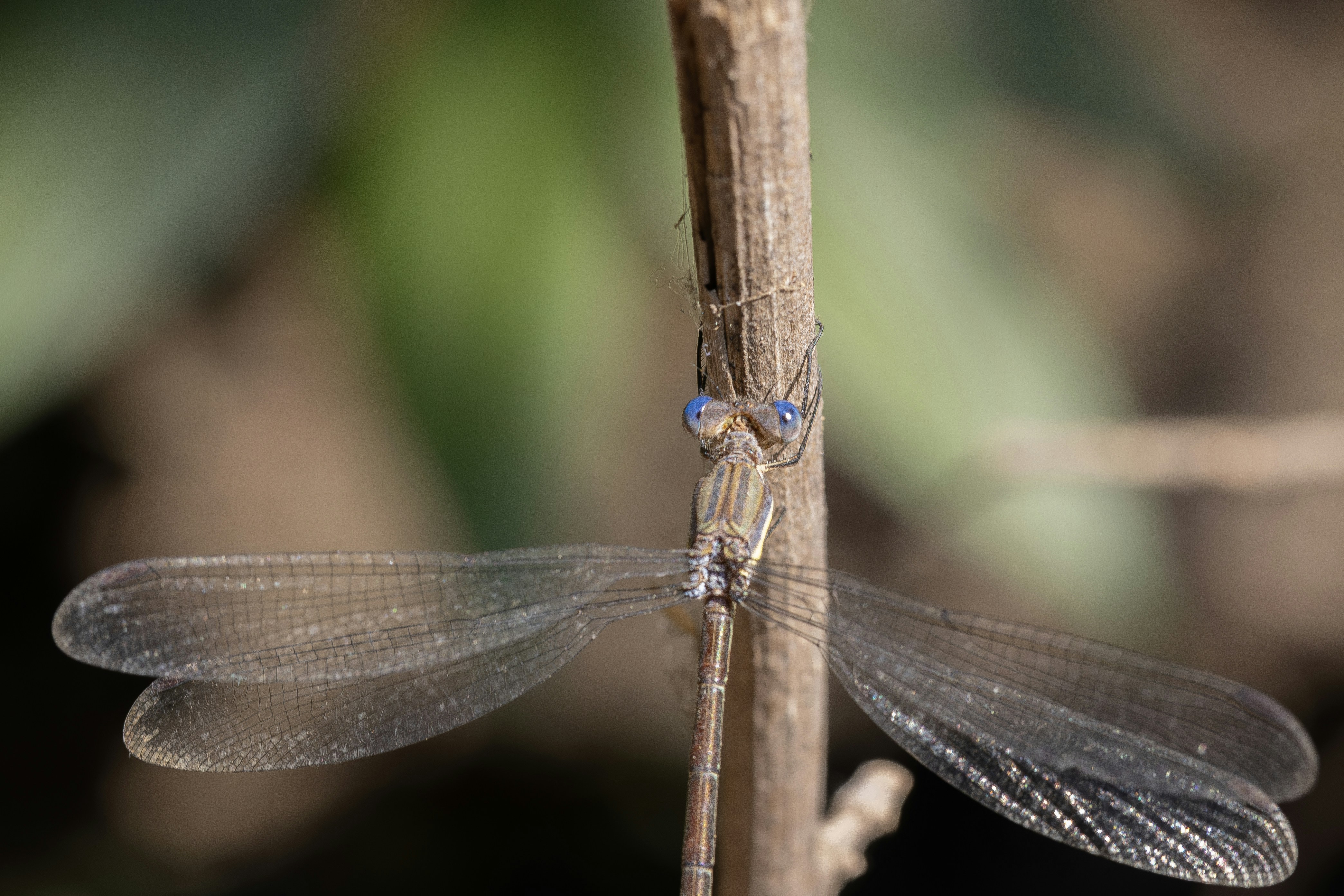 Azure-eyed Odonata Clinging to a Reed