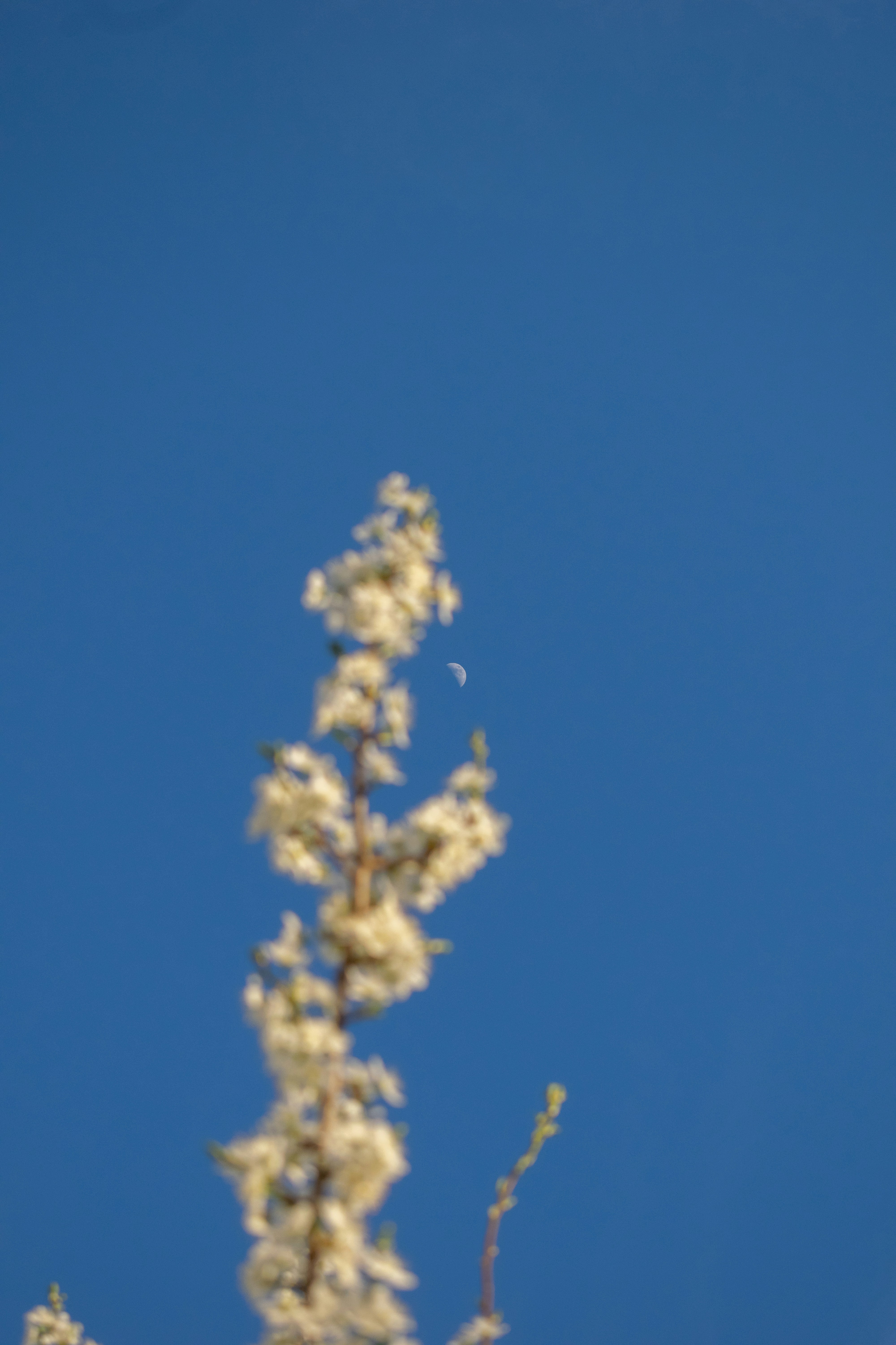 Moonlit Crescent Above a White-flowered Spike