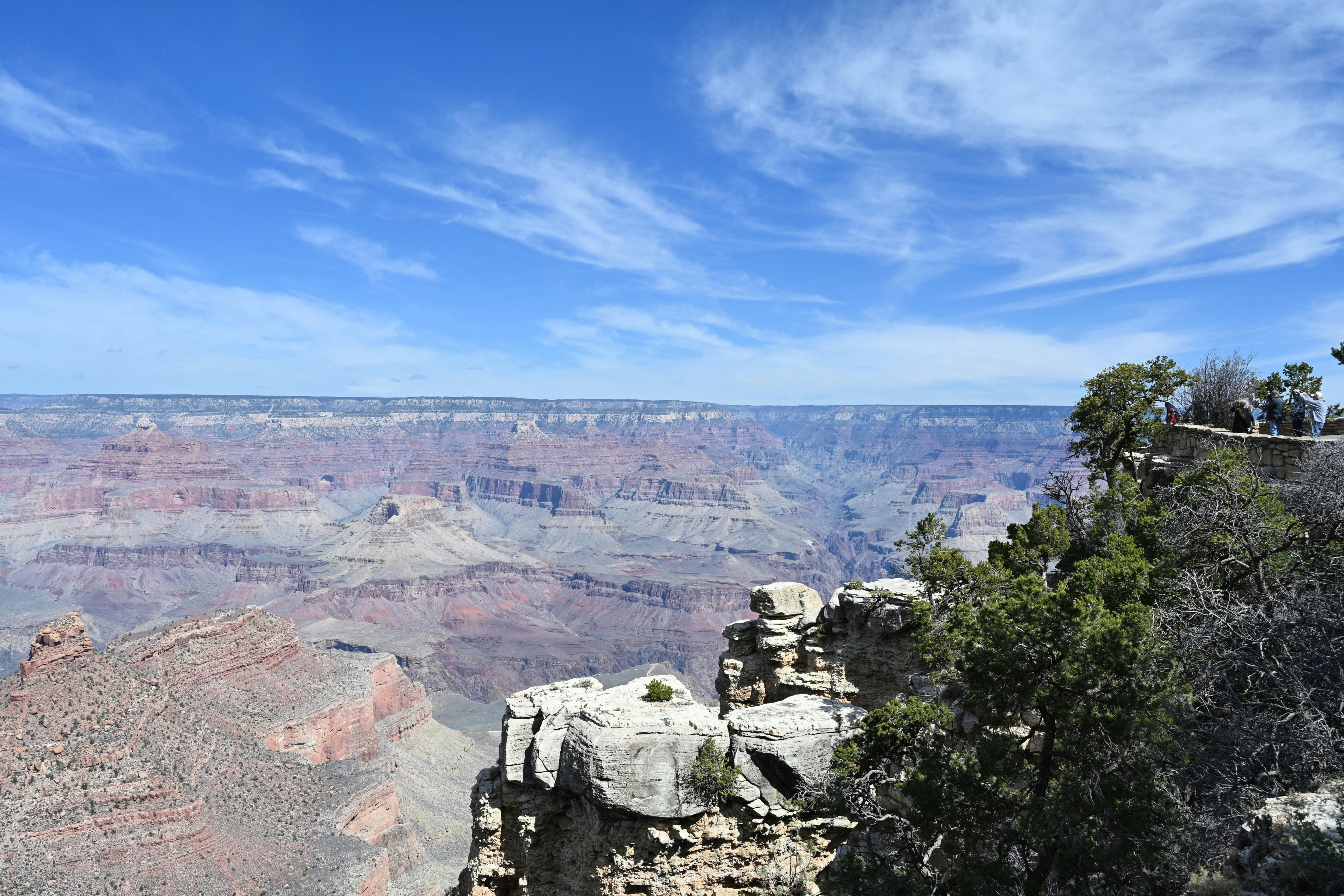 Edge of the Canyon: Sunlit Layered Cliffs and Pine silhouette