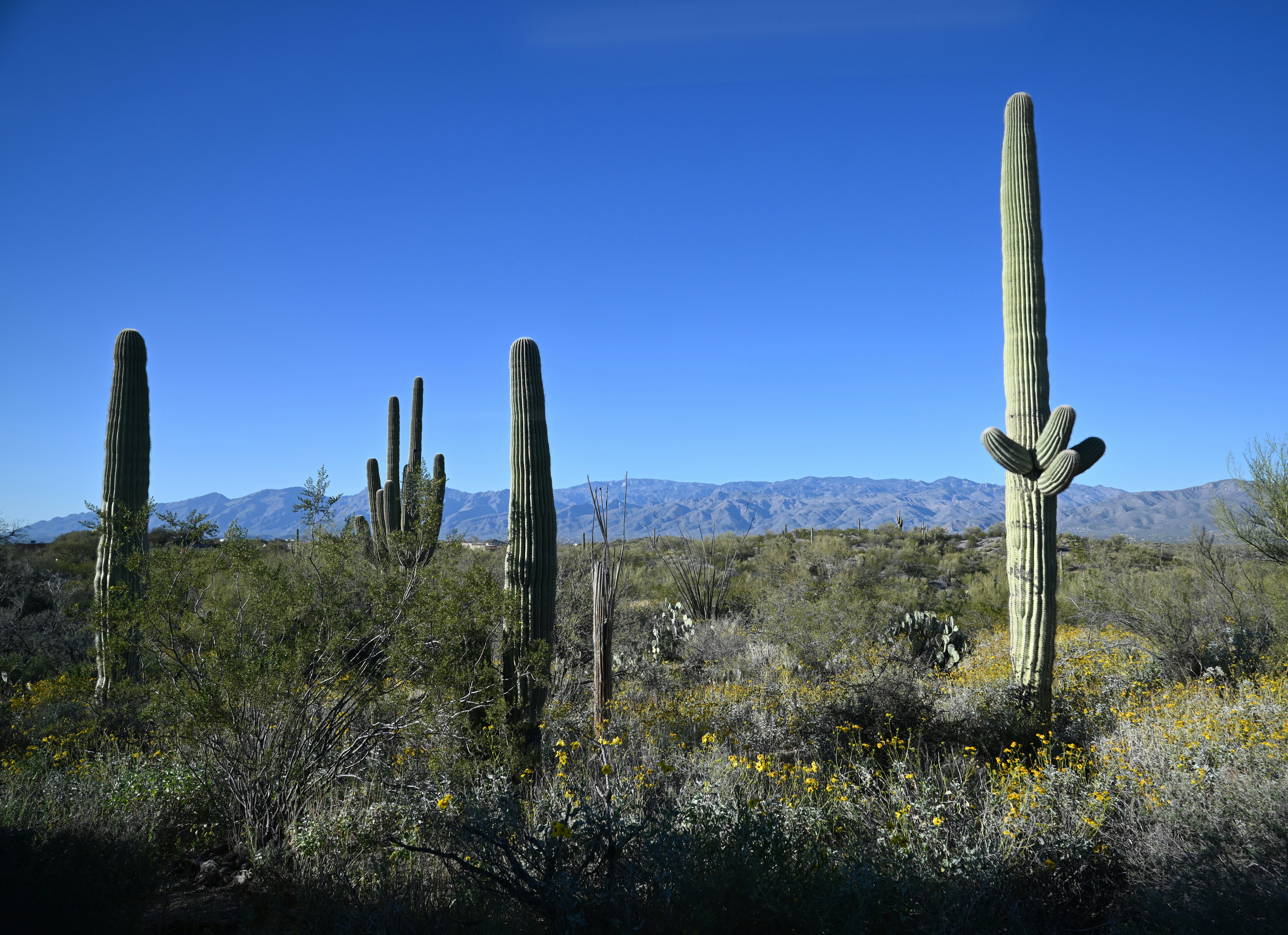 Desert Sentinel: Saguaro Stands Against a Clear Blue Horizon