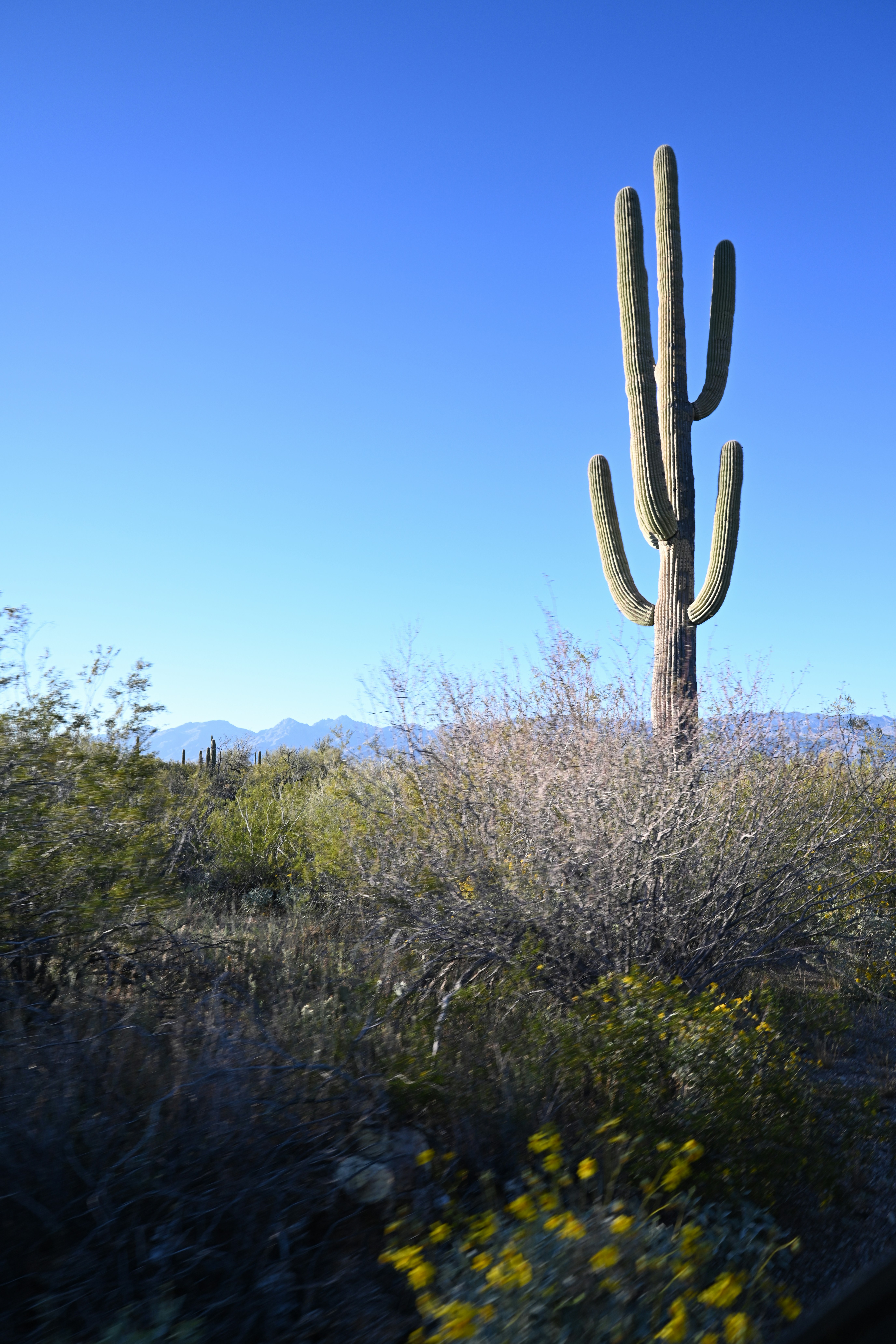 Desert Sentinel: A Majestic Saguaro Reaches Toward a Clear Blue Sky