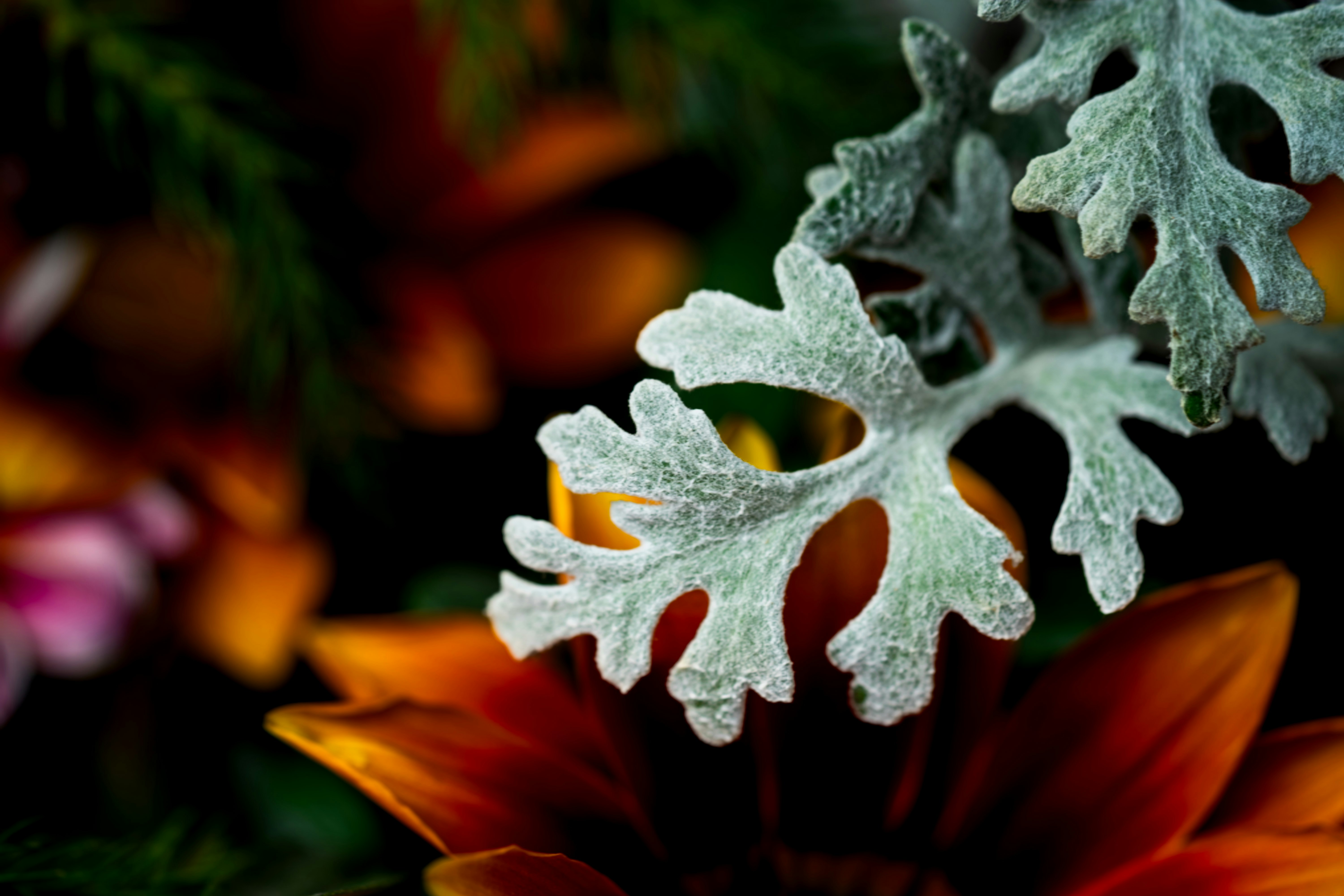 Frosted Leaf Over Bougainvillea: Quiet Textures in Autumn Light
