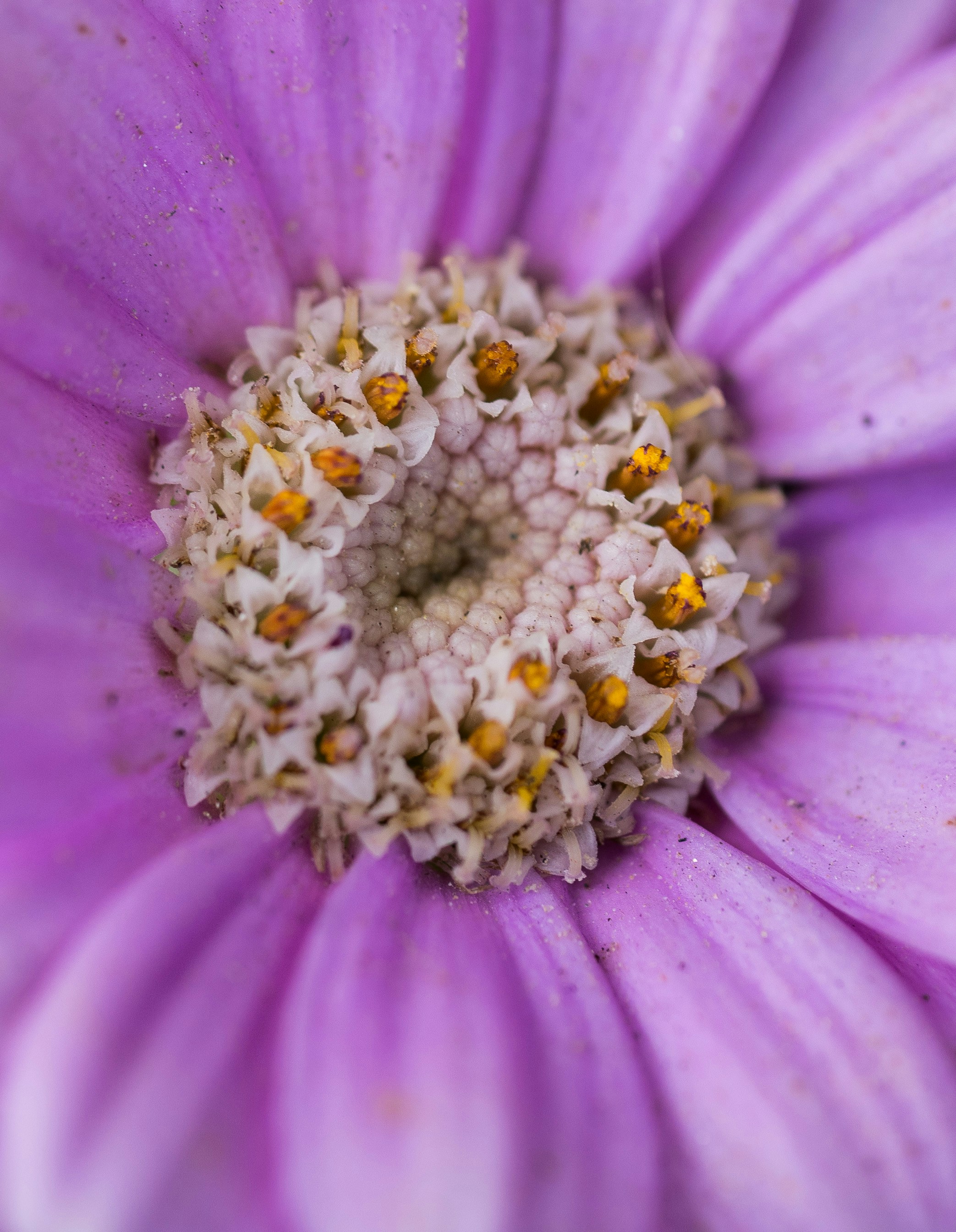 Center Stage: A Purple Cosmos in Macro Bloom