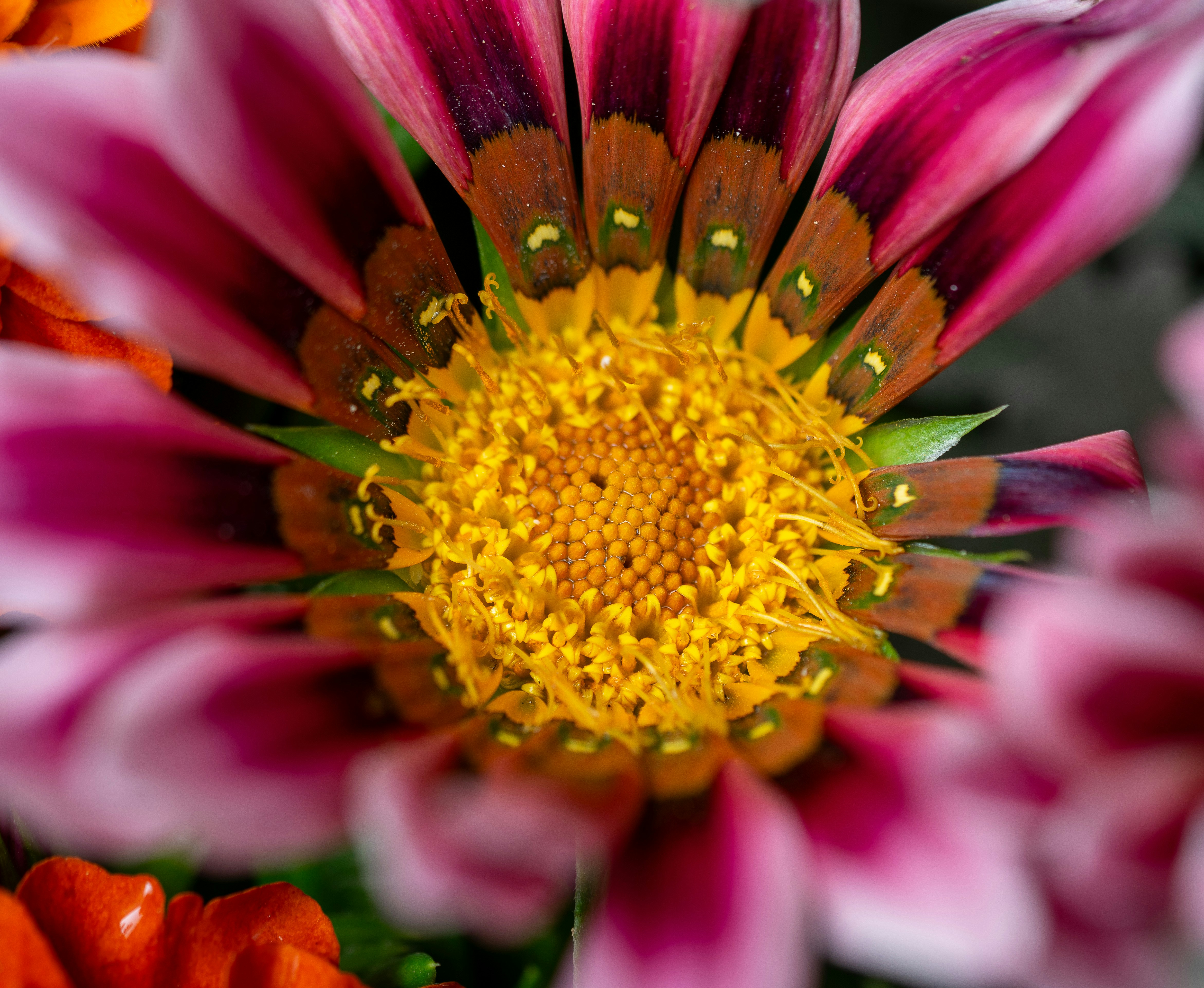 Golden Heart of the Bloom: Center Macro of a Pink-White Daisy
