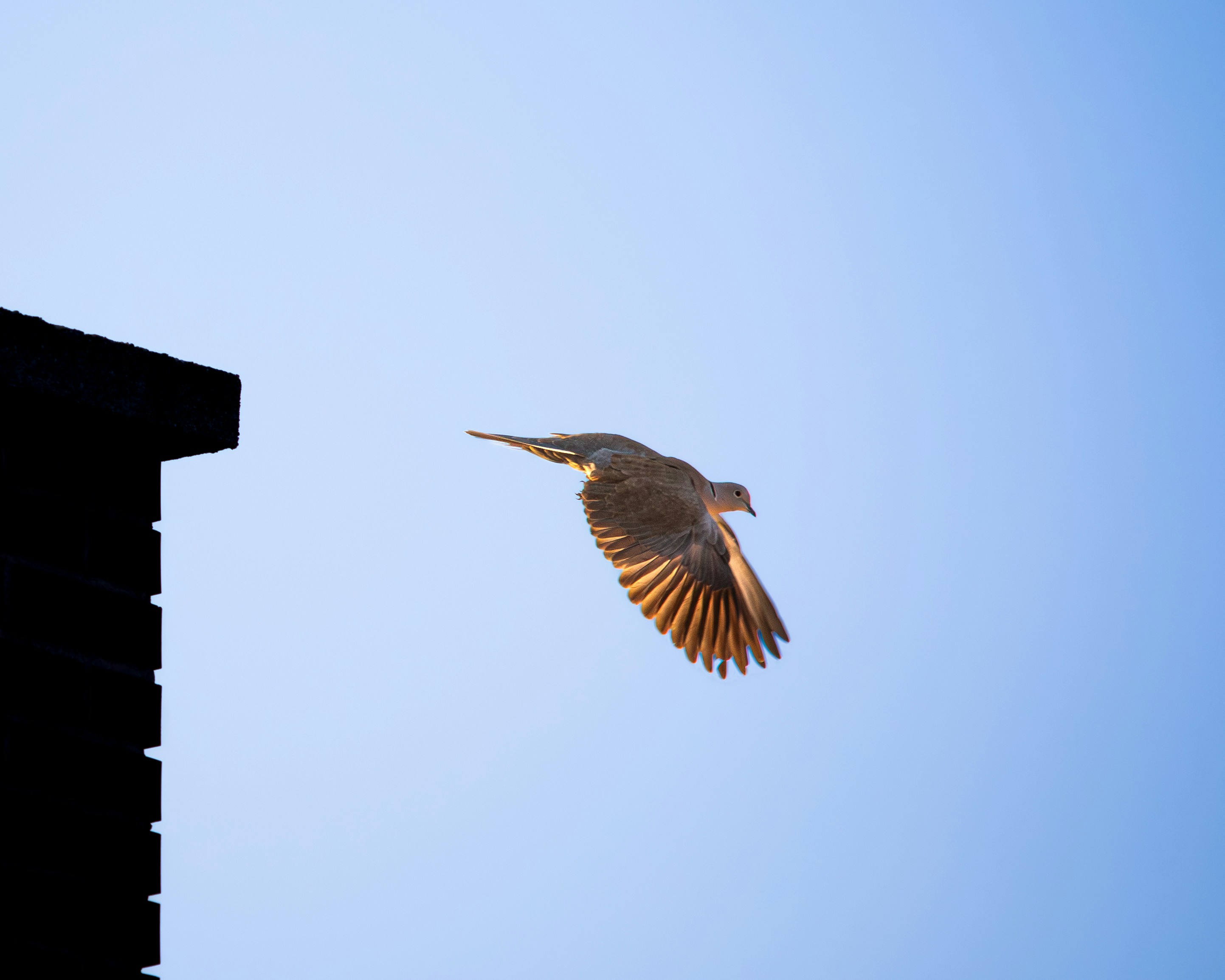 Wingbeat Against the Blue: A Sparrowhawk in Flight