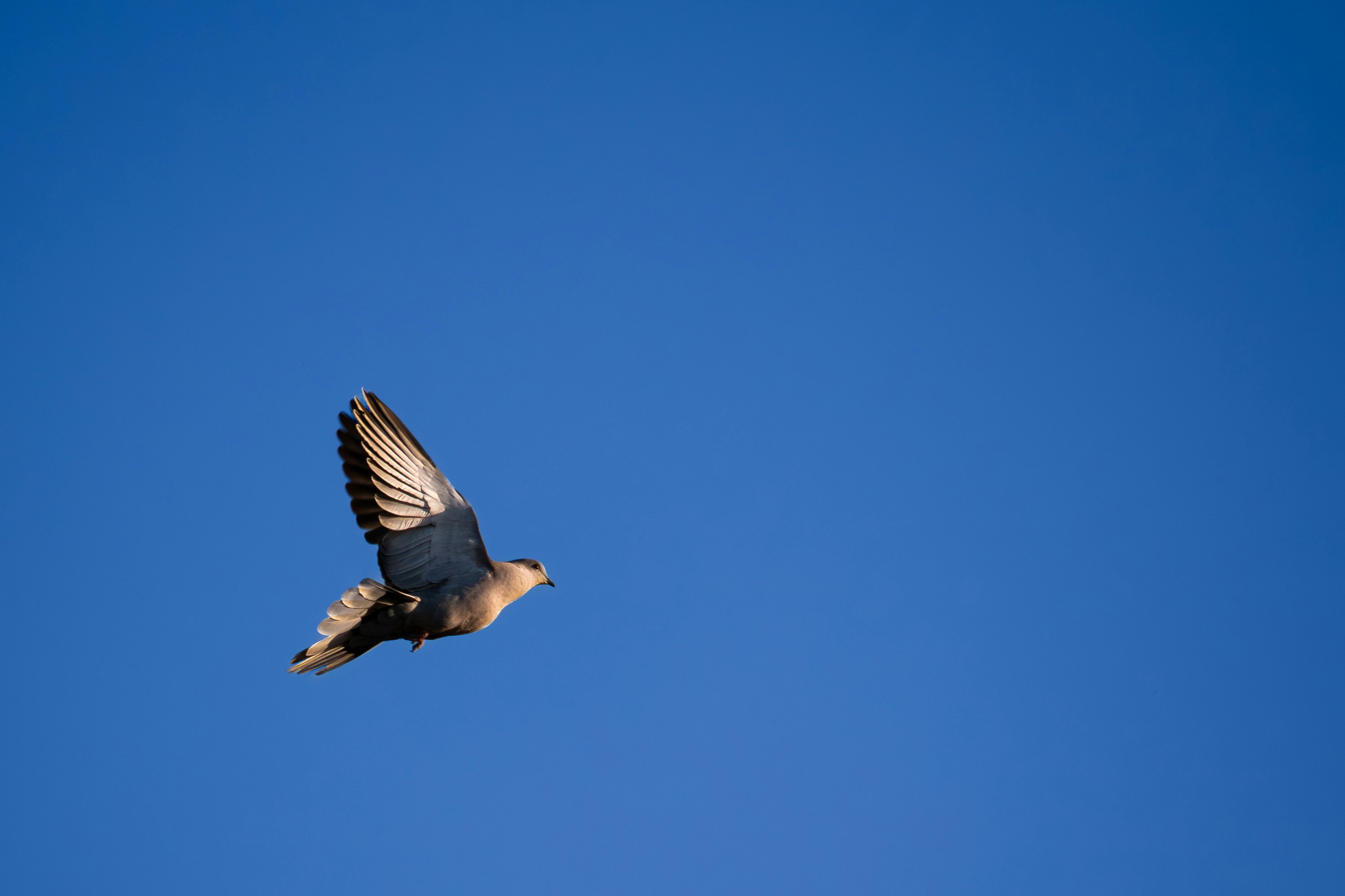 Blue-Sky Glide: A lone bird carved against a vast cerulean