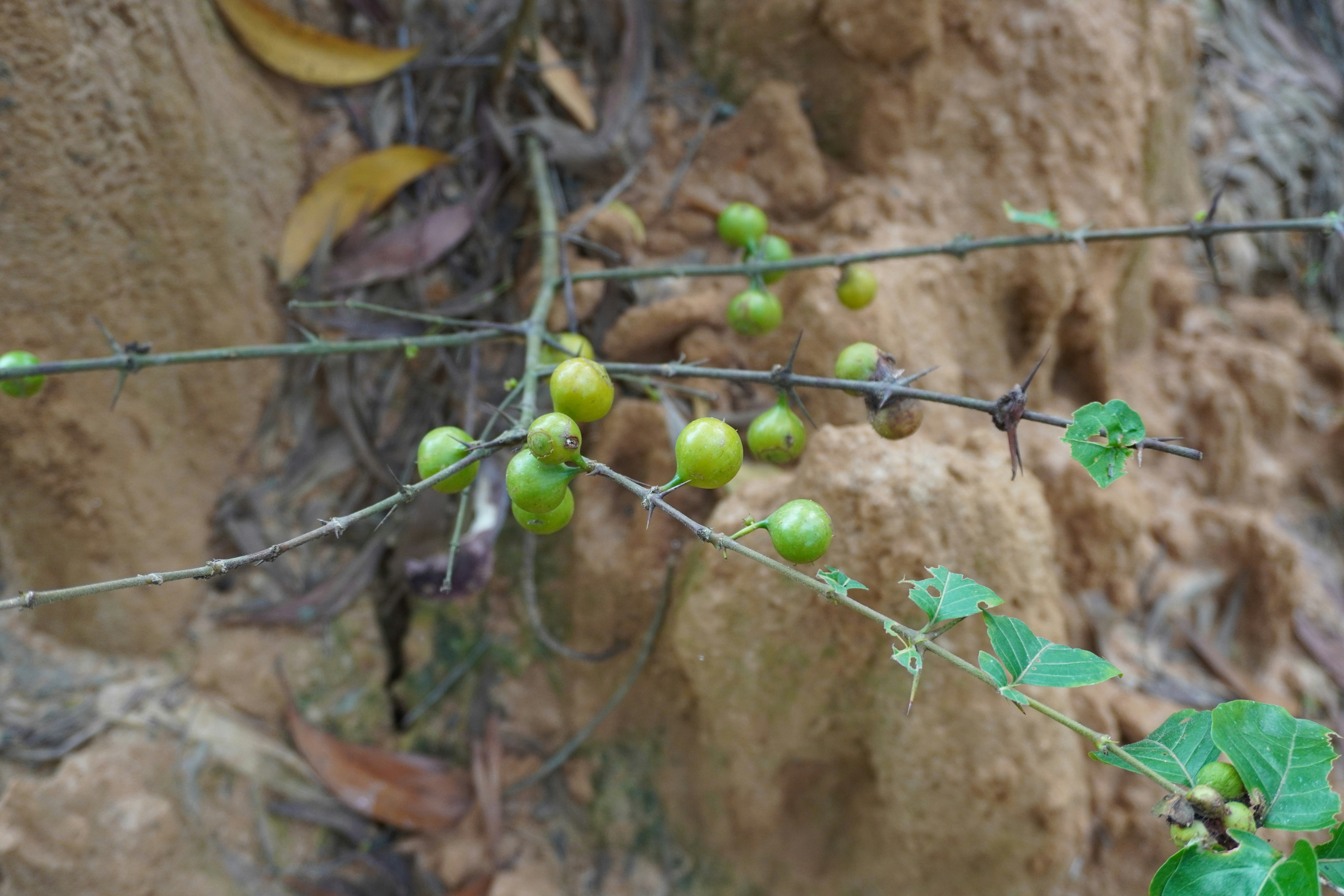 Tangled Vine Over Jutted Cliff: Green Berries on Barbed Wire