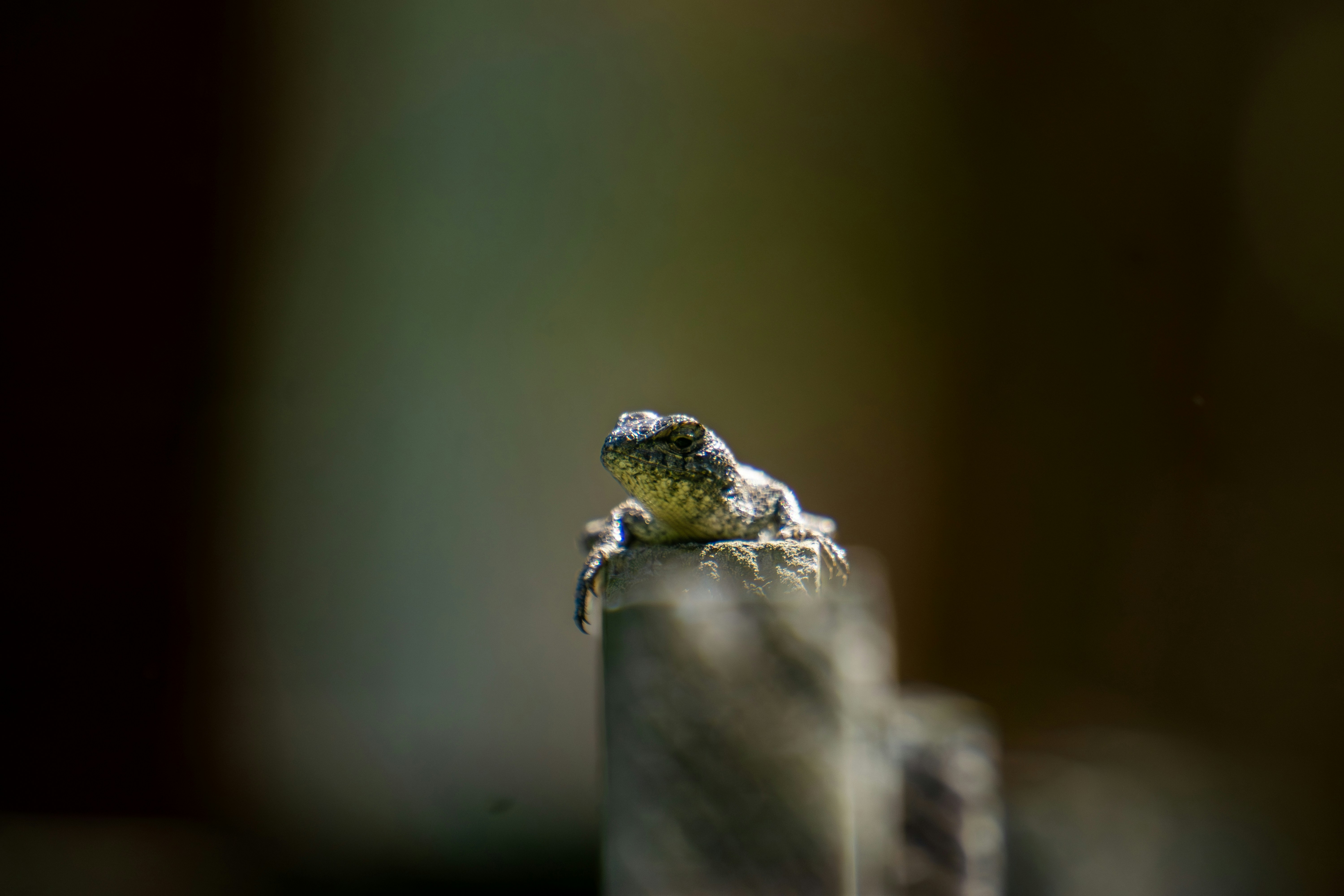 Miniature Sentinel: A Frog Perched on Seat of Stone