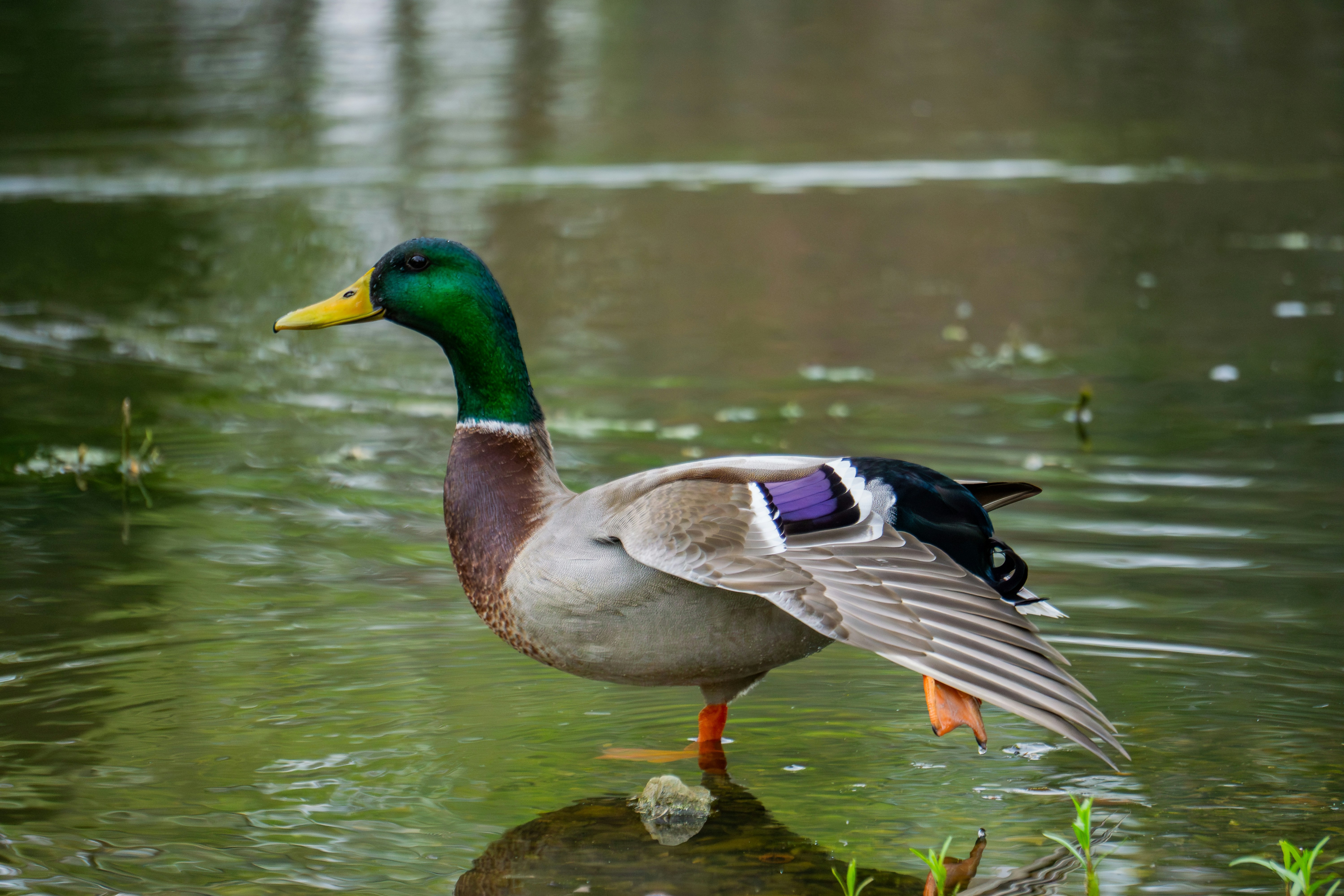 Green-headed Mallard on Quiet Pond with Reflective Ripple