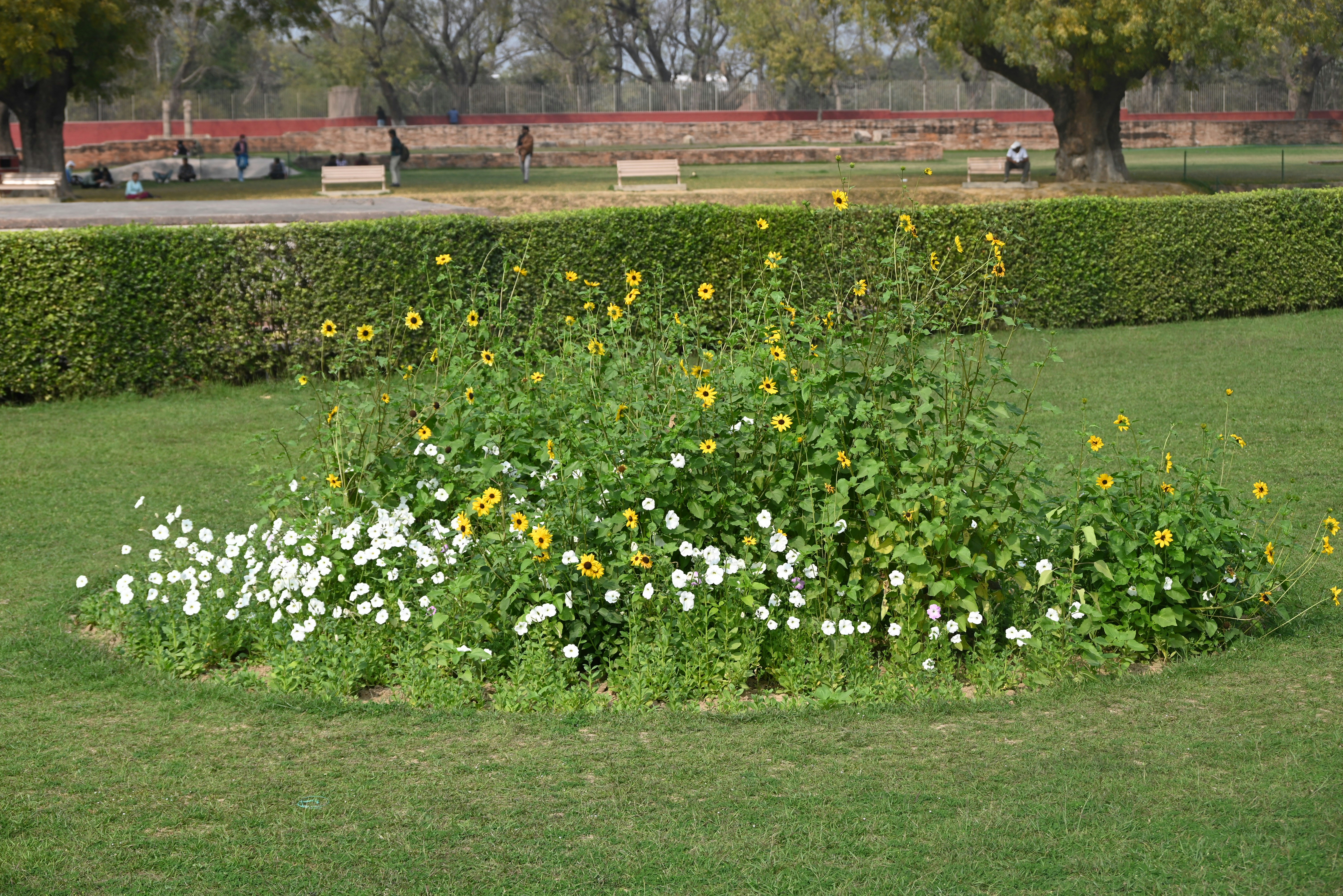 Colorful flower bed of white and yellow blooms in a manicured park with a hedge and distant benches under a soft daylight sky. A balanced street-level composition focusing on floral detail within a public garden setting.