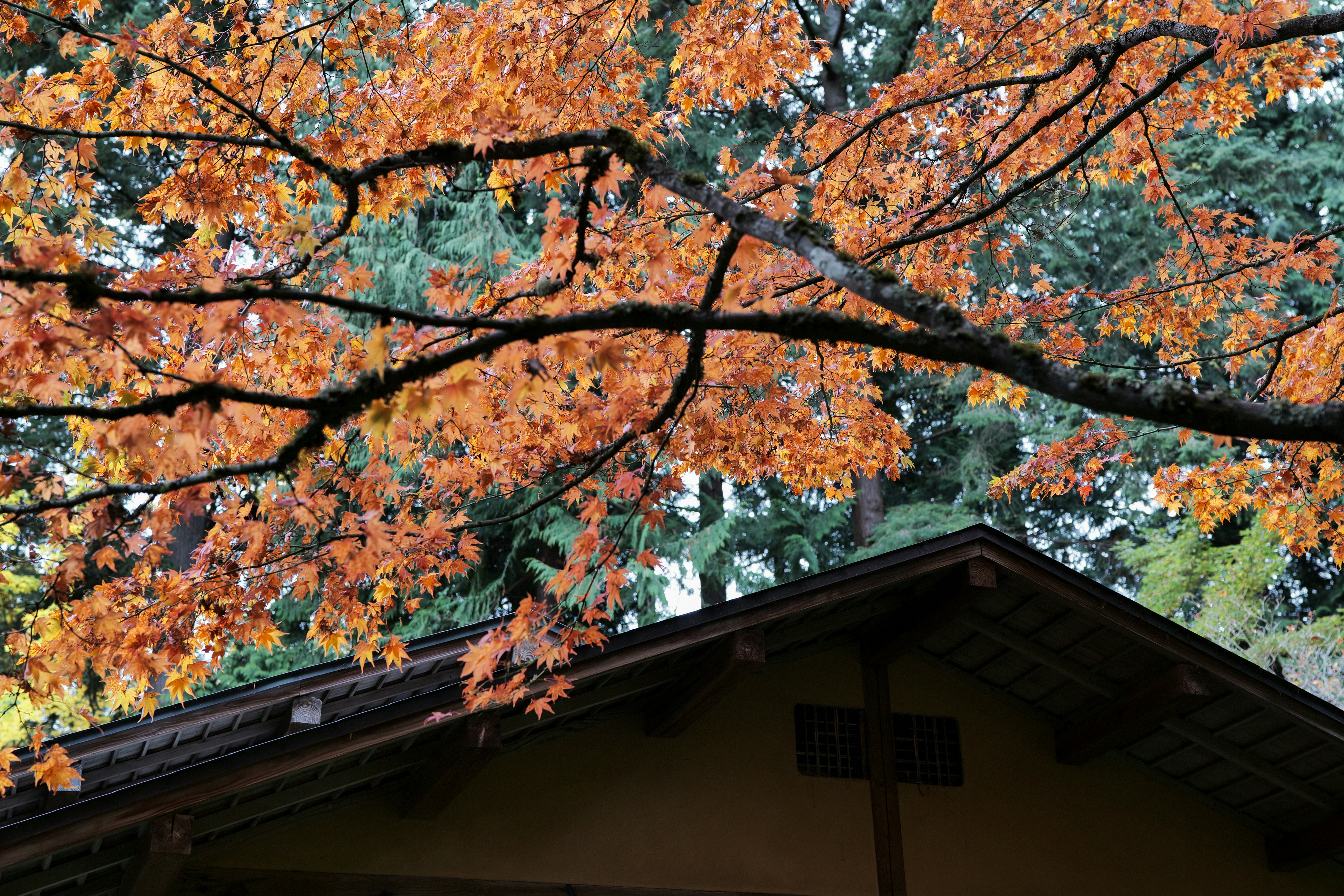 Autumn Canopy Over a Quiet Rooftop