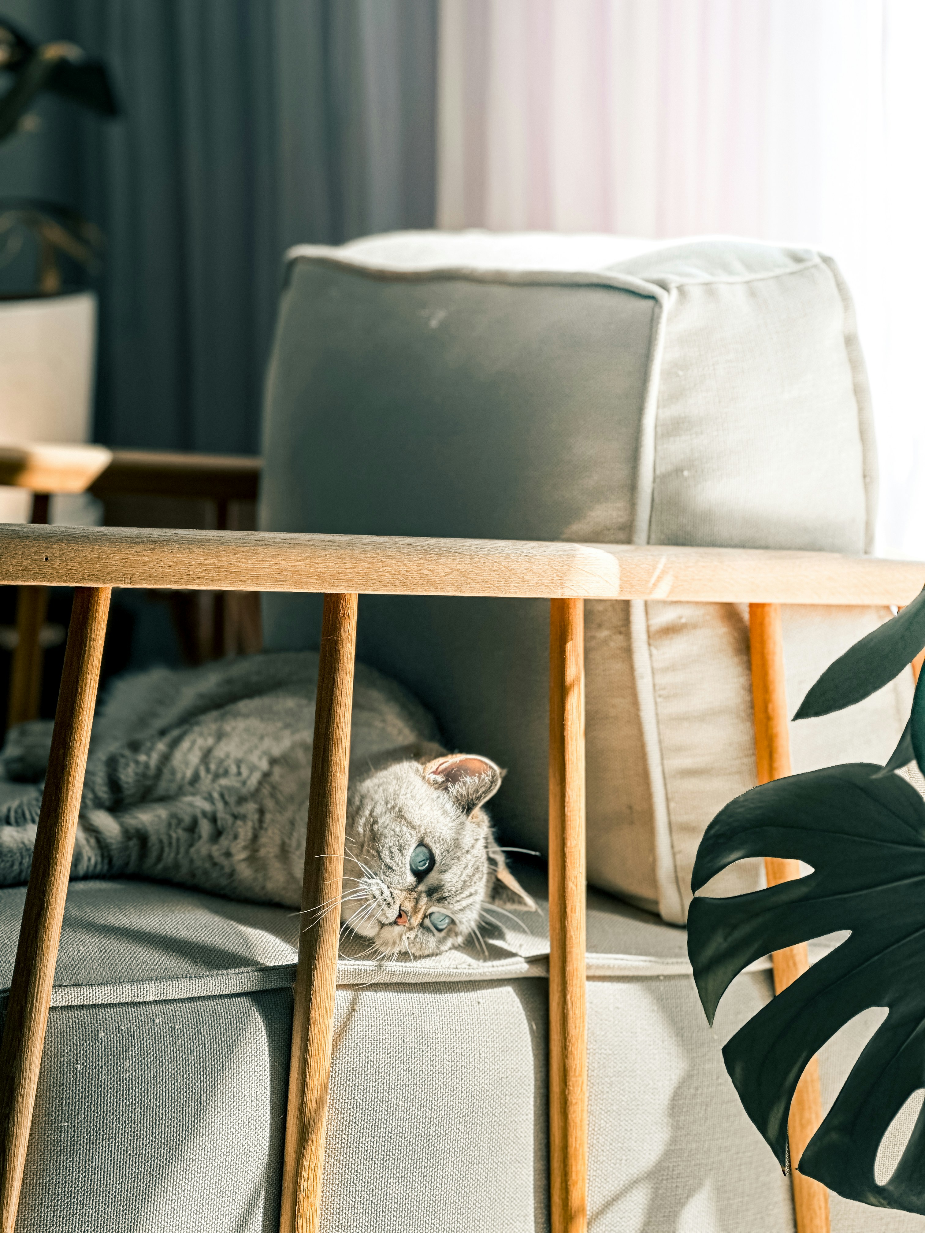 Hidden Whiskers: A Cat Napping Under a Chair