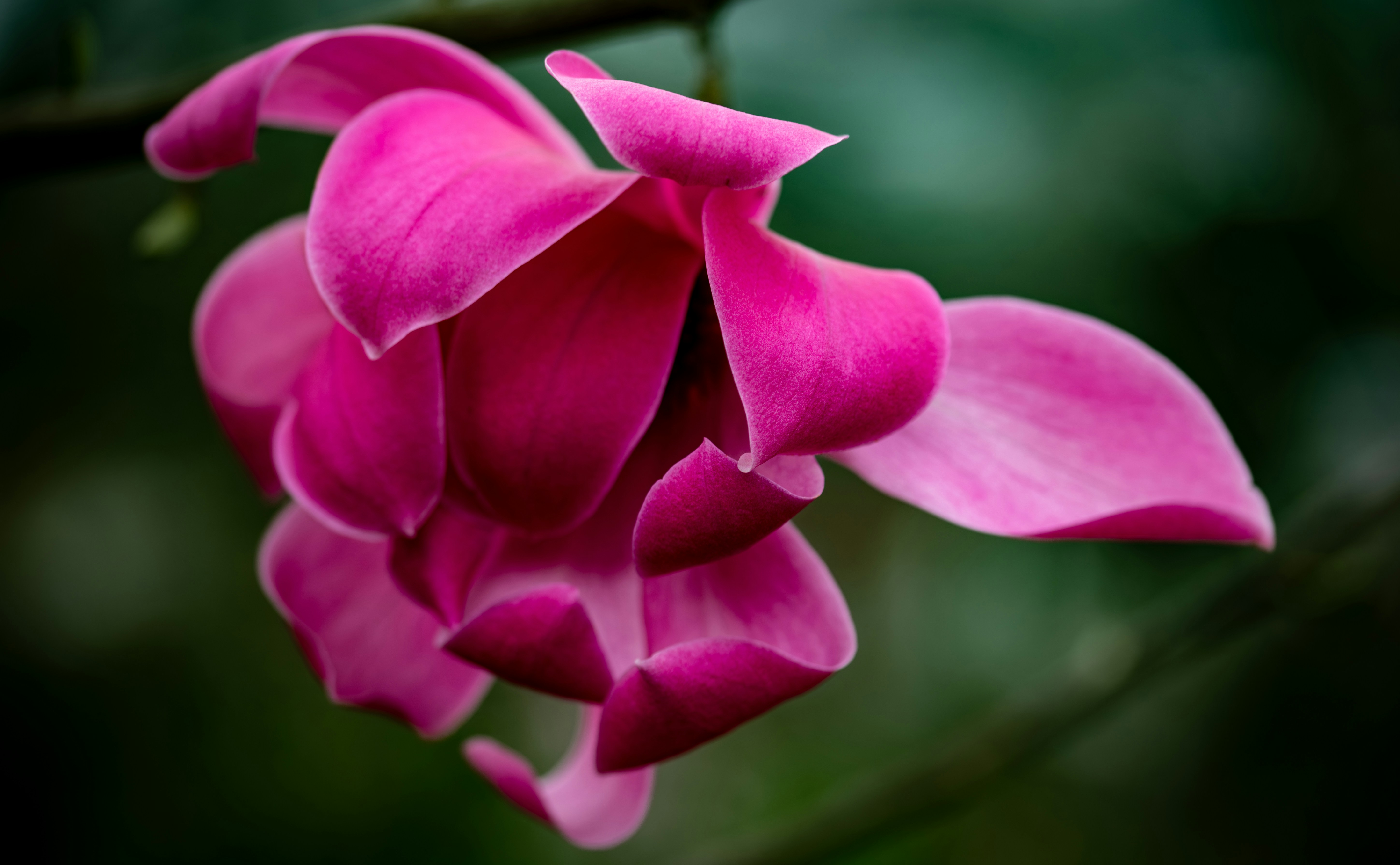  Blooming Velvet: a close-up of magenta petals curling into focus