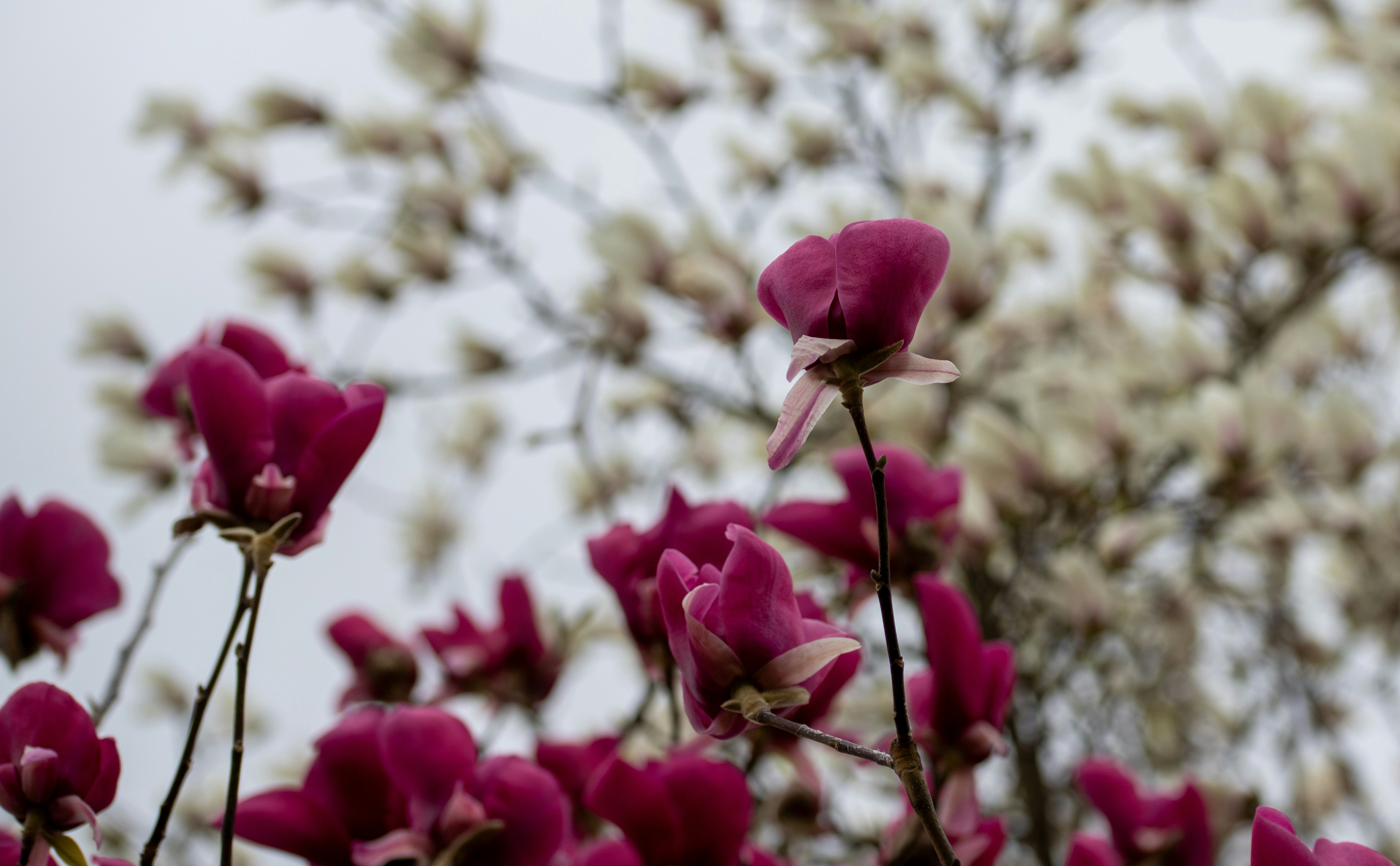 Crimson Bloom Amid the Blur of Spring