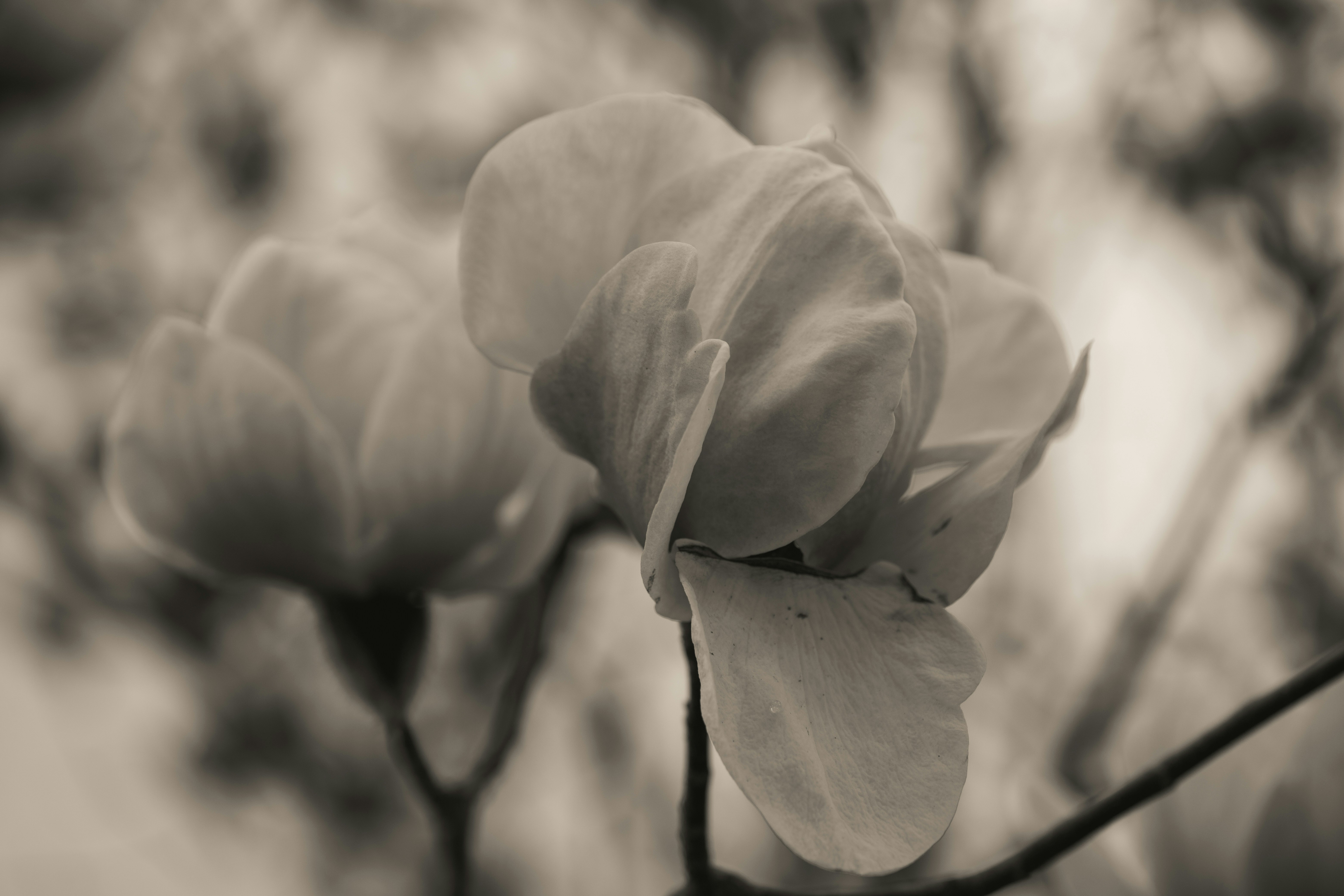 Soft Petal Quiet: A Sepia Moment of Bloom