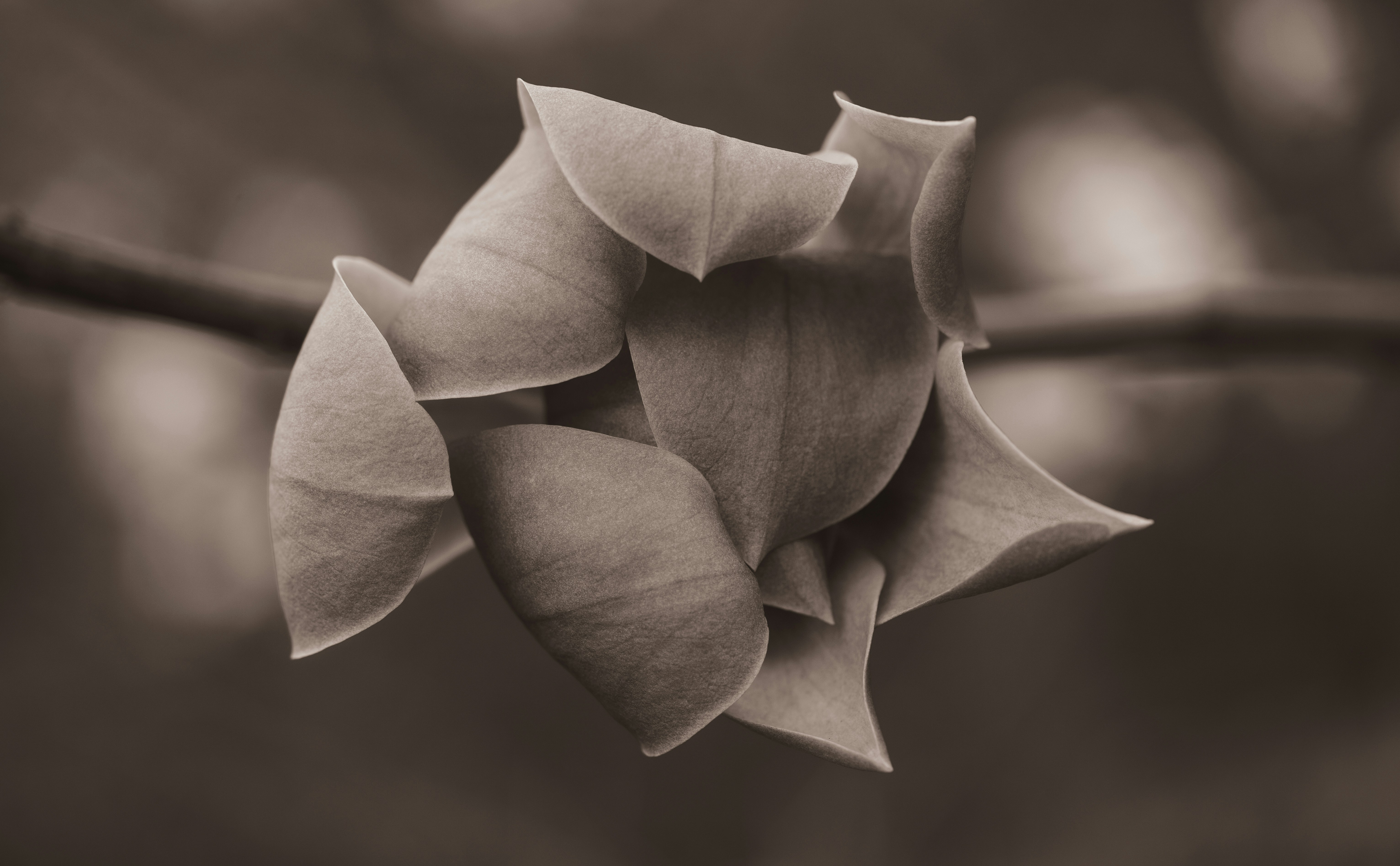 Sepia Petal in Focus: A Close-Up of a Gentle Bloom