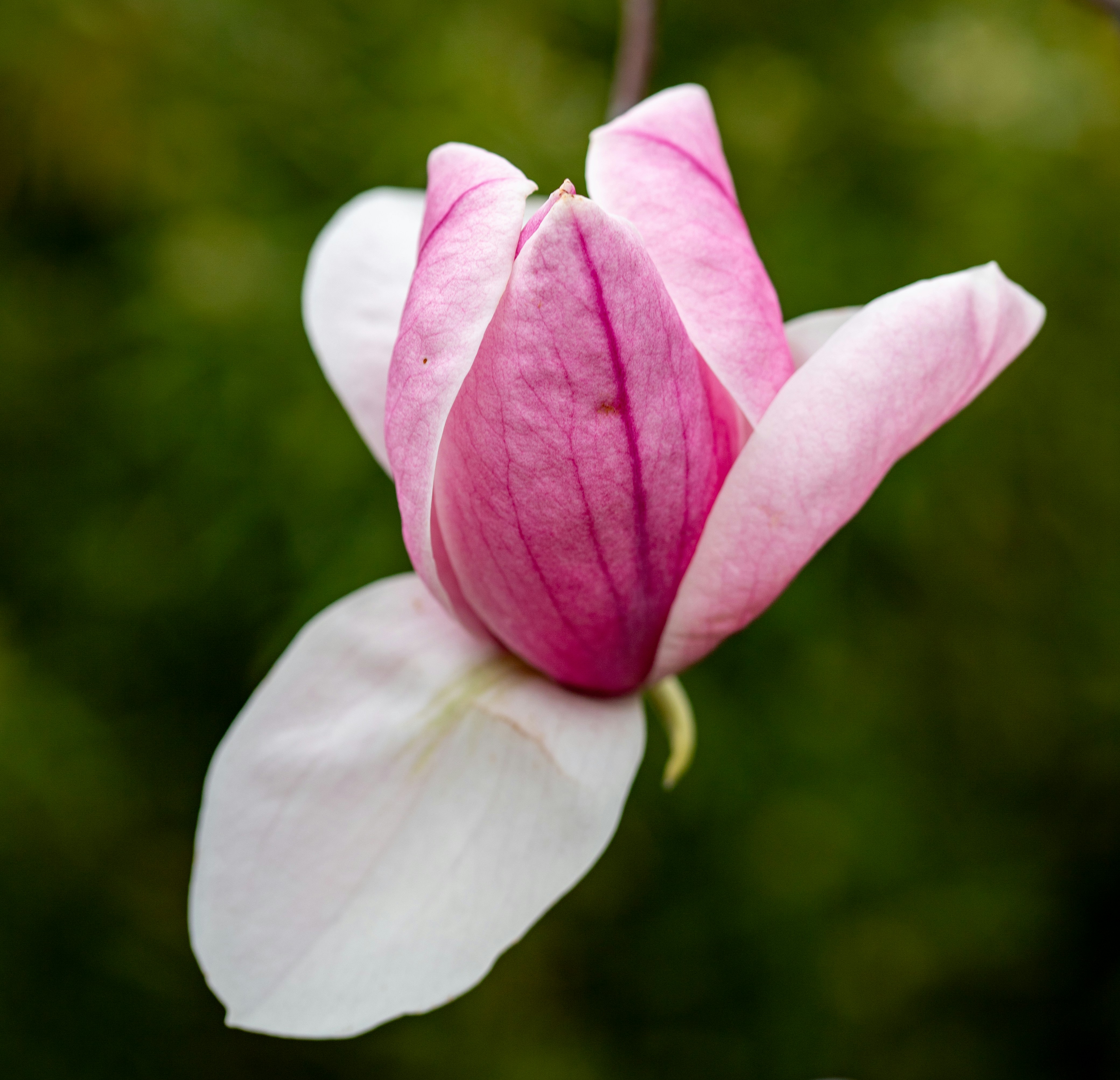 Pink Bud Emergence: A Delicate Petal in Focus