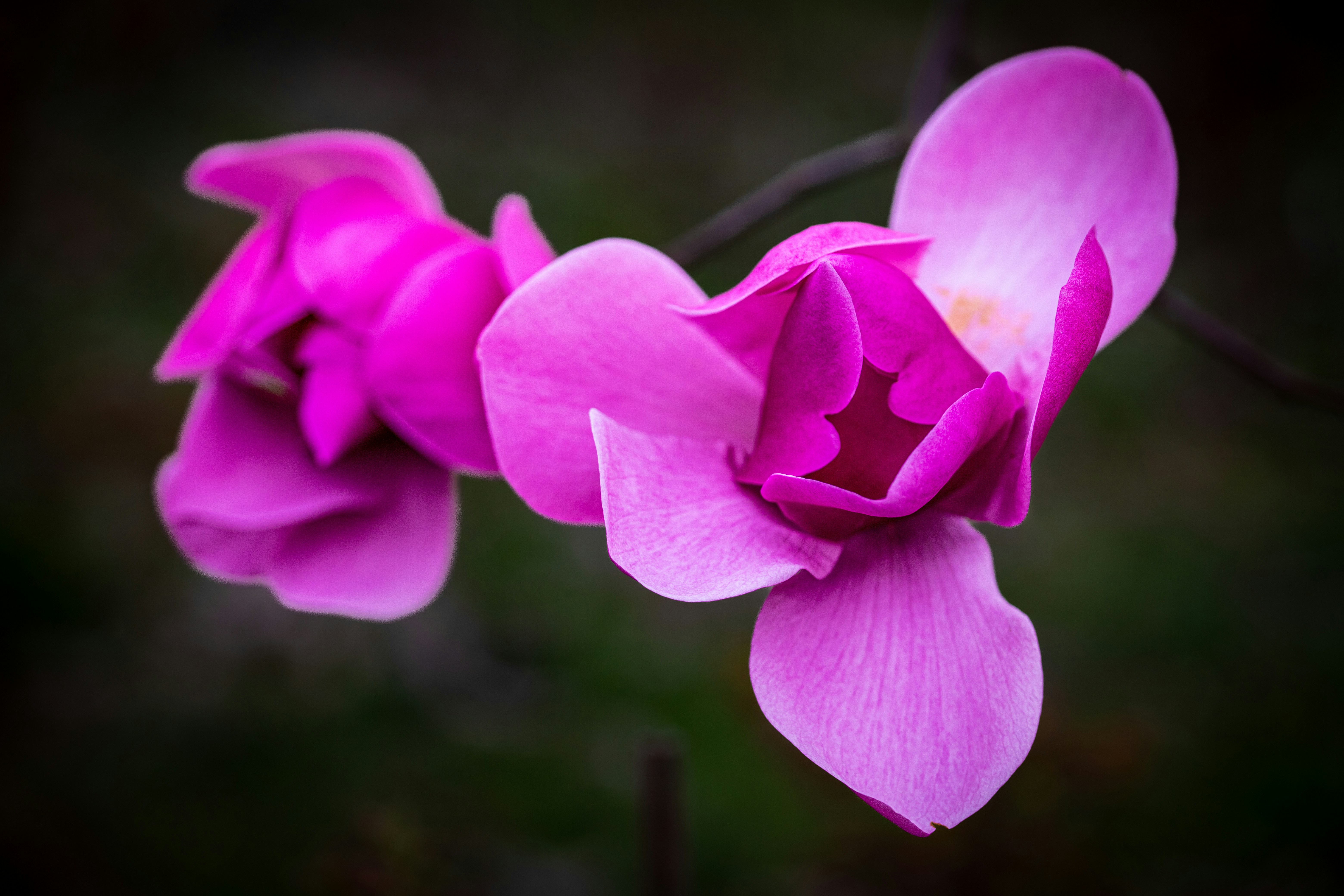 Vivid Orchid Duo: A Close-Up Bloom in Soft Focus