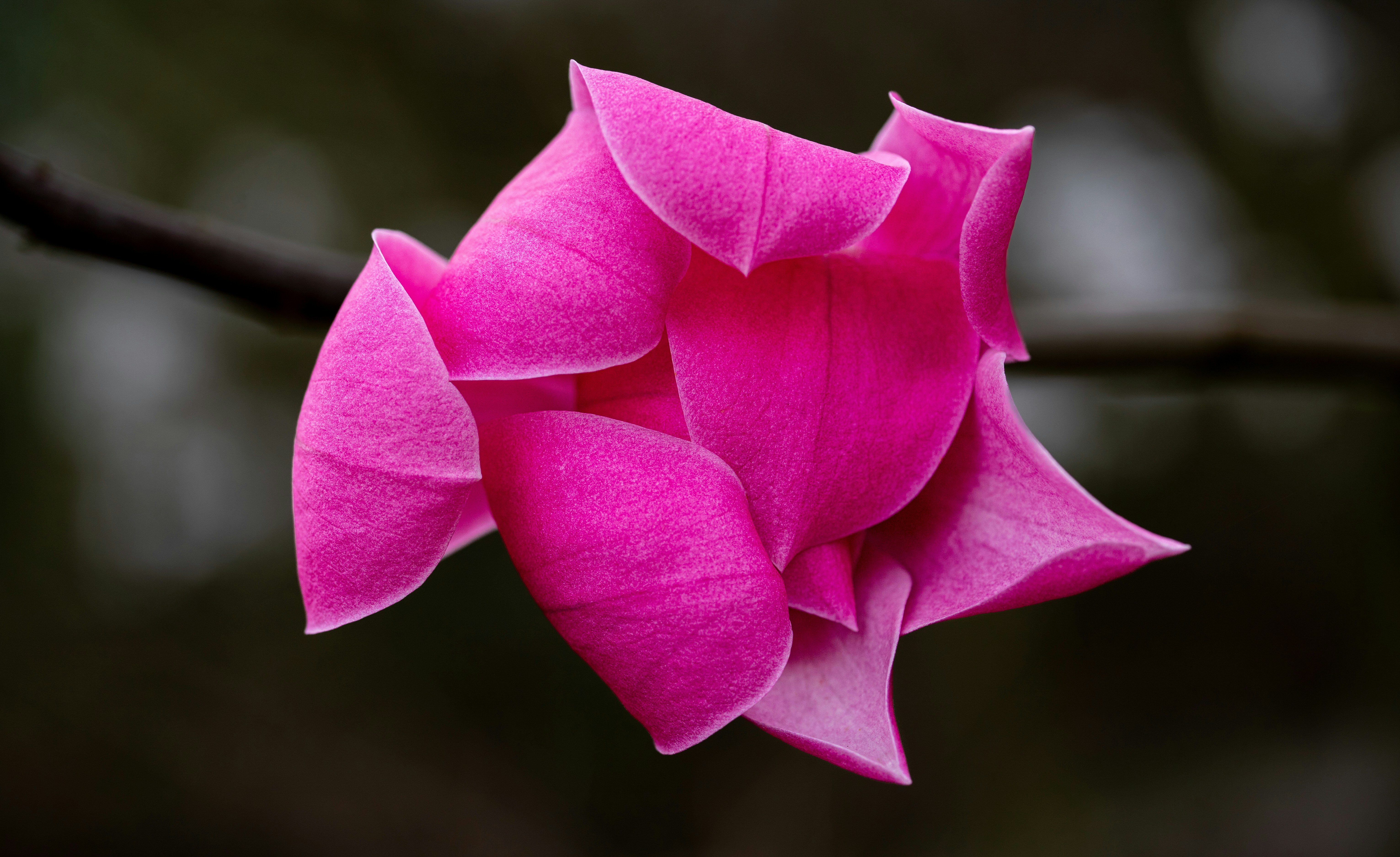 A vibrant pink flower bud unfurling against a dark background